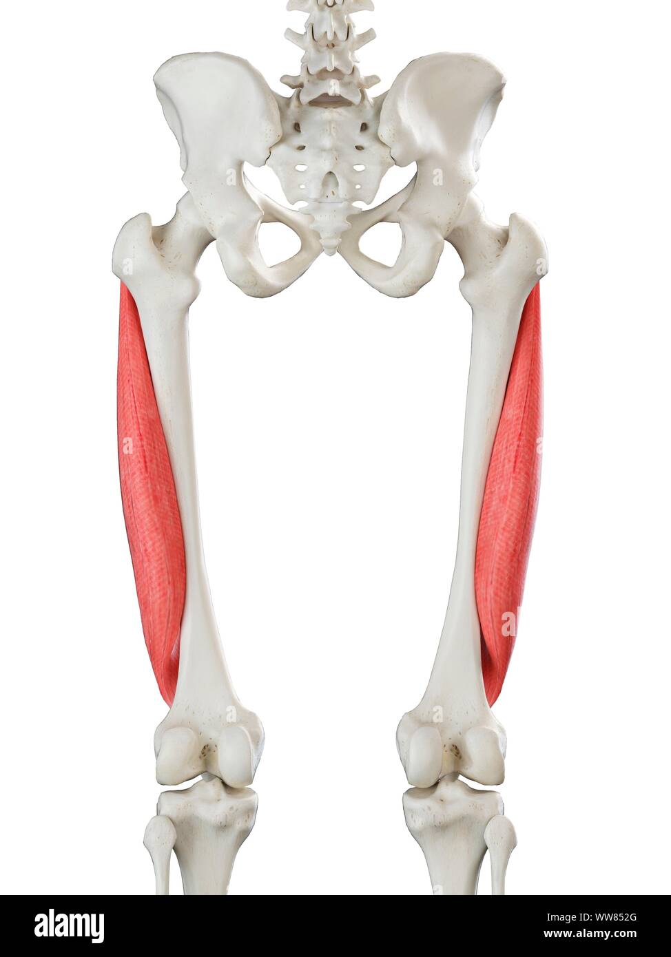 Vastus Lateralis Muscle High Resolution Stock Photography and Images ...