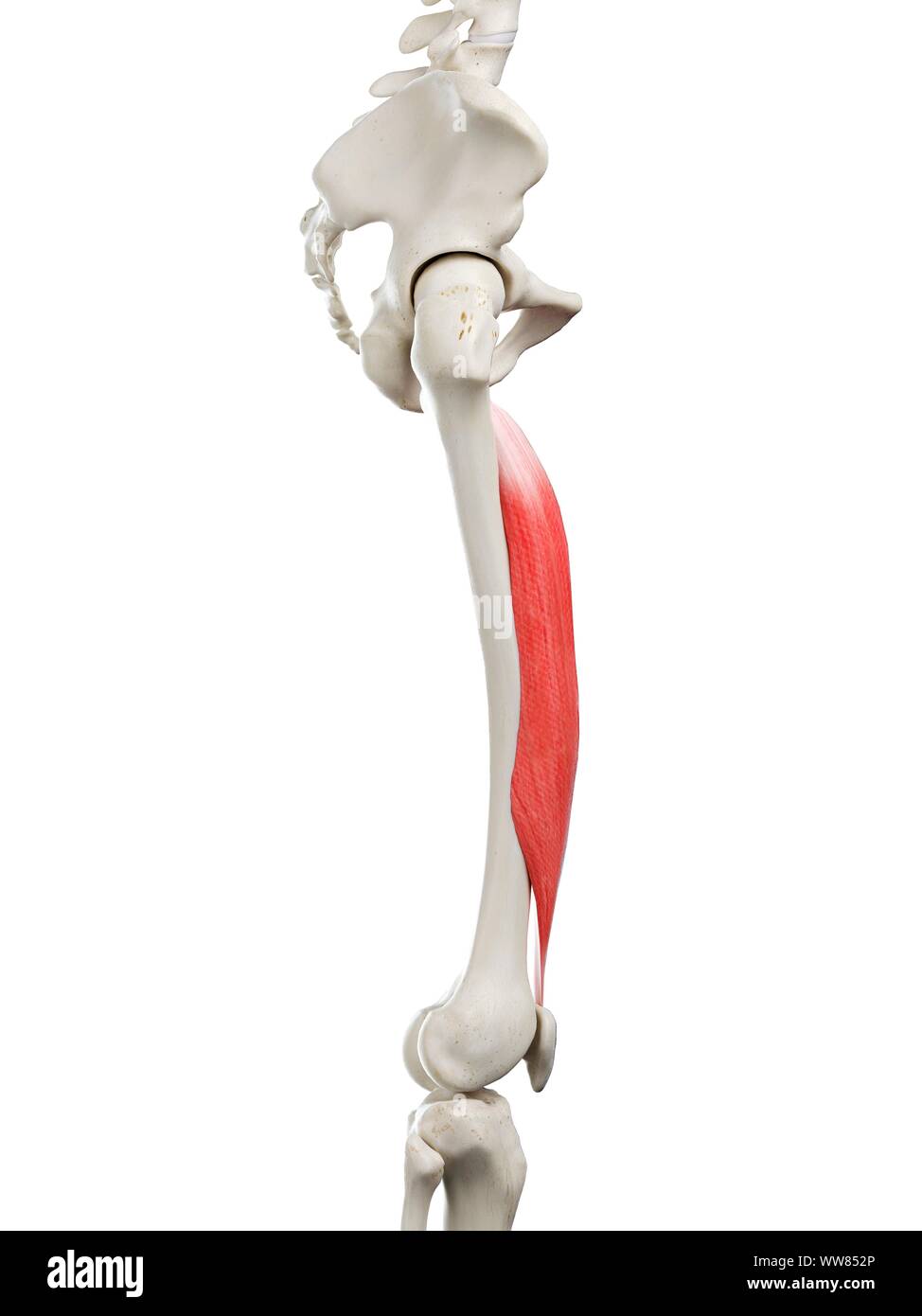 Vastus intermedius muscle, illustration Stock Photo - Alamy