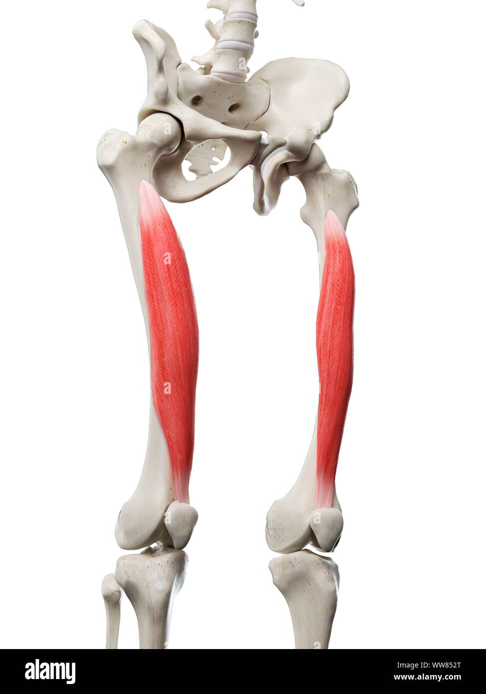 Vastus intermedius muscle hi-res stock photography and images - Alamy
