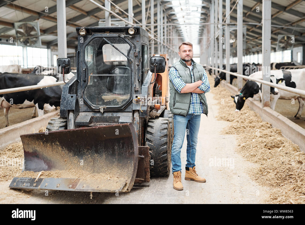 Successful staff of farmhouse standing by tractor in front of milk cows ...