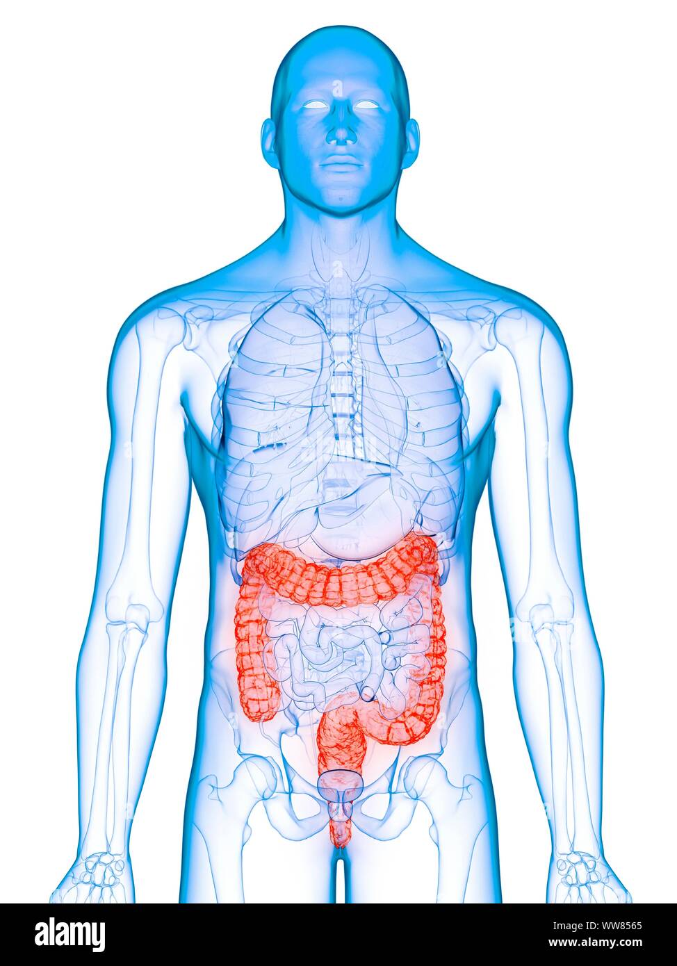 Inflamed bowel disease Cut Out Stock Images & Pictures - Alamy