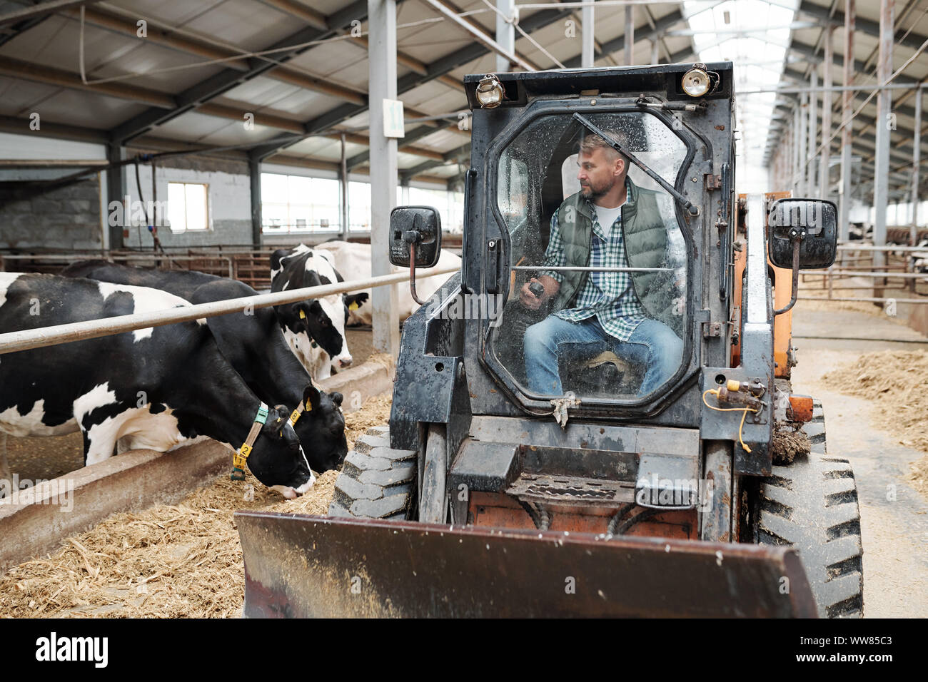 Farmhouse worker sitting in tractor while moving along aisle of animal ...