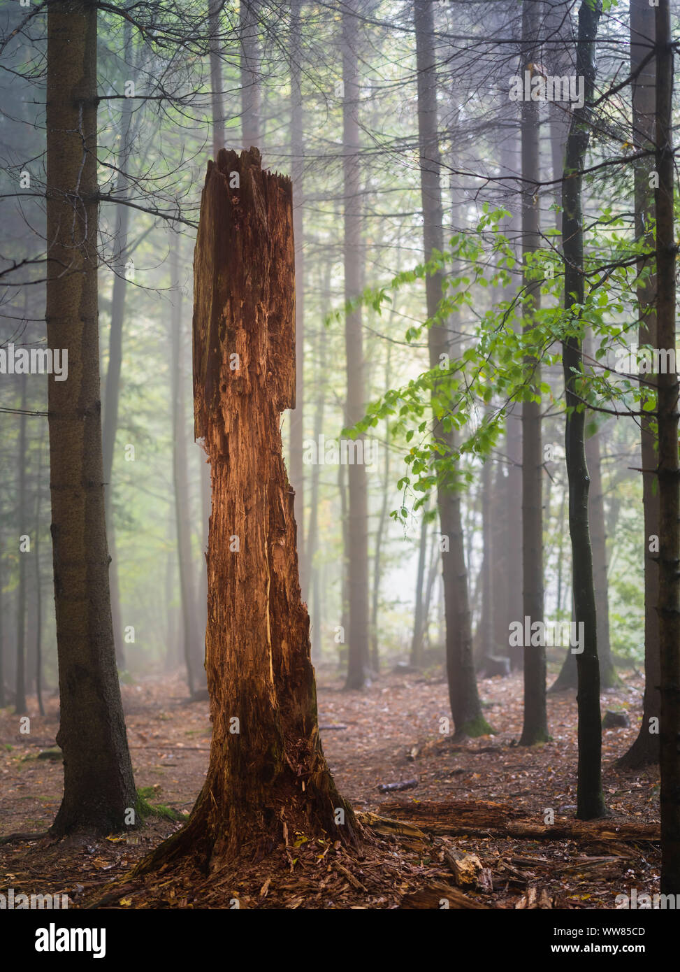 Dead trunk hi-res stock photography and images - Alamy