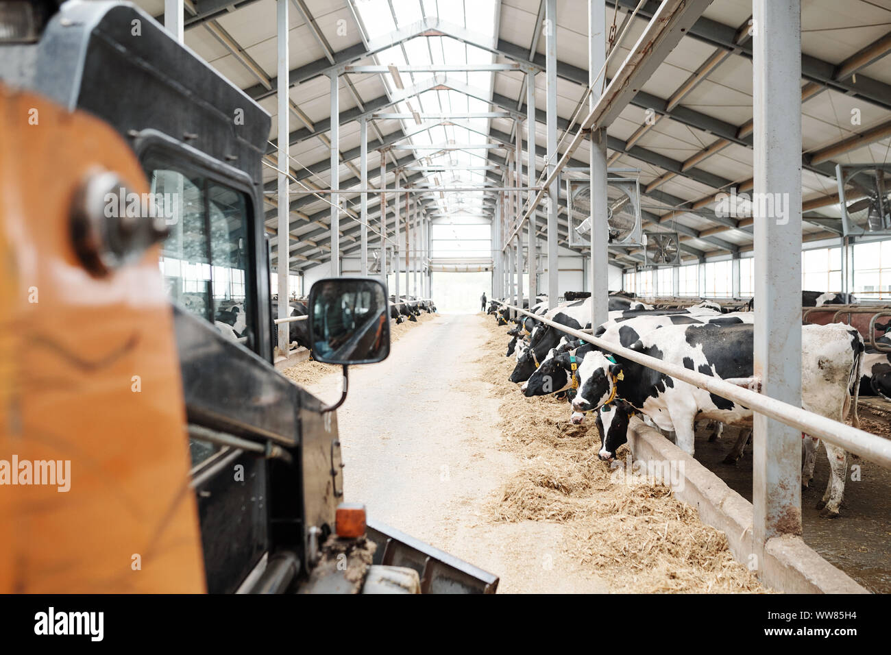 Long aisle of modern animal farm between two rows of milk cows eating ...