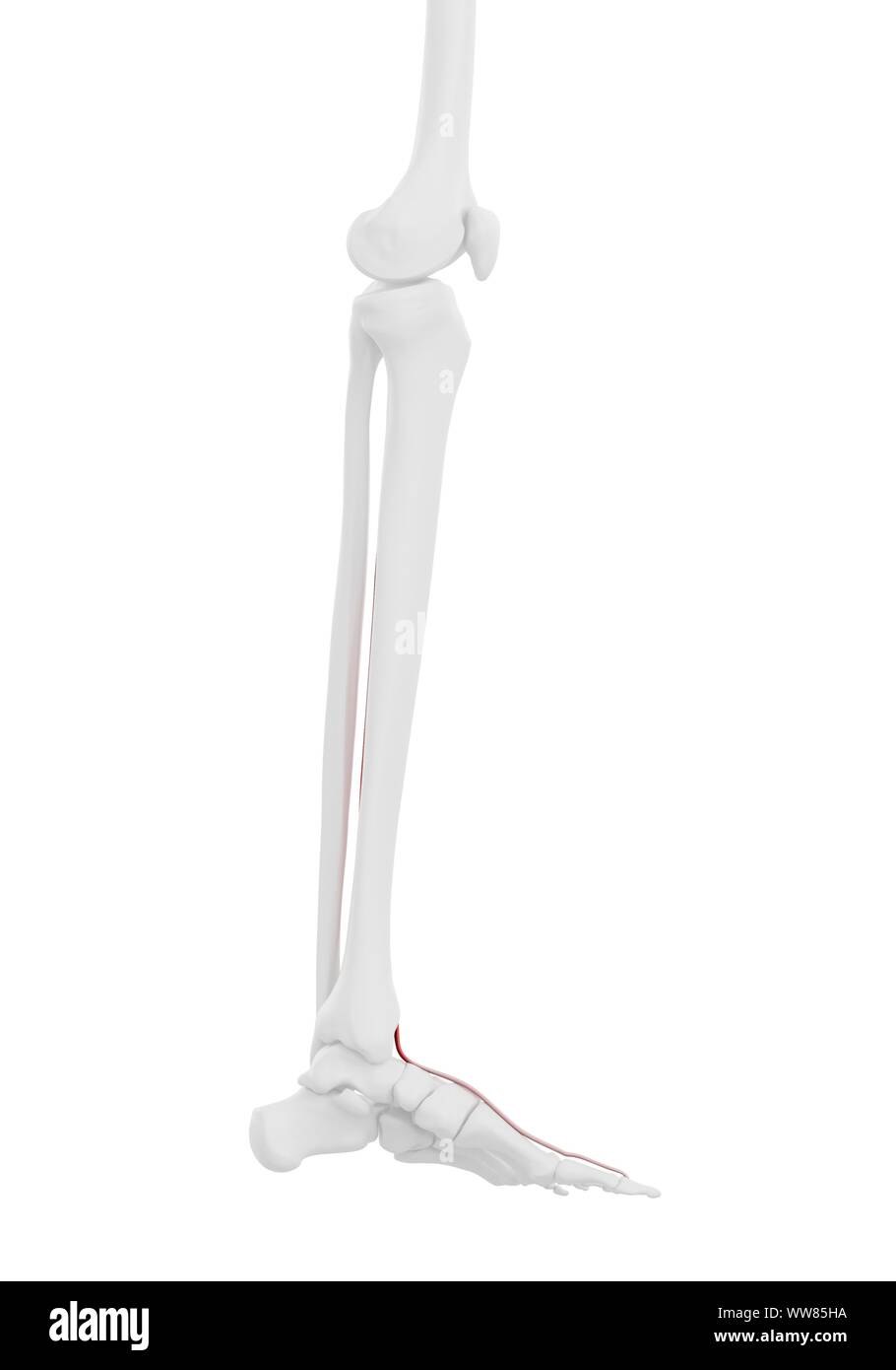 Extensor Hallucis Longus Muscle Extensor Digitorum Longus Muscle ...