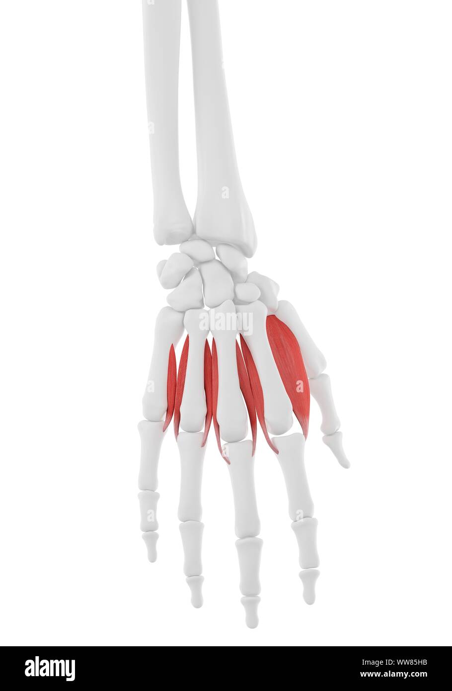 Interosseous dorsal hi-res stock photography and images - Alamy