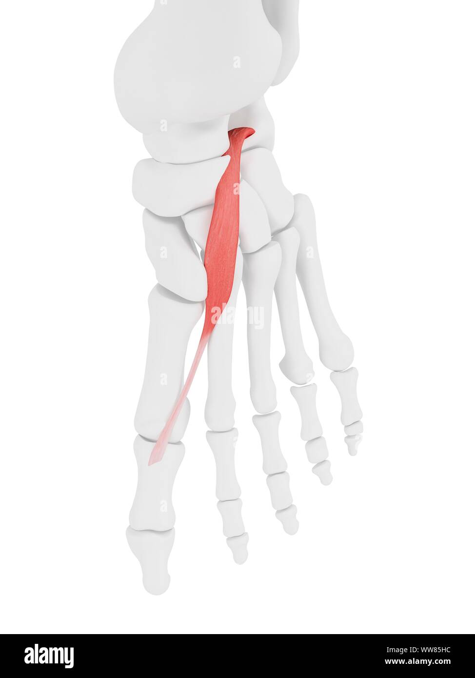 Extensor hallucis brevis muscle, illustration Stock Photo - Alamy
