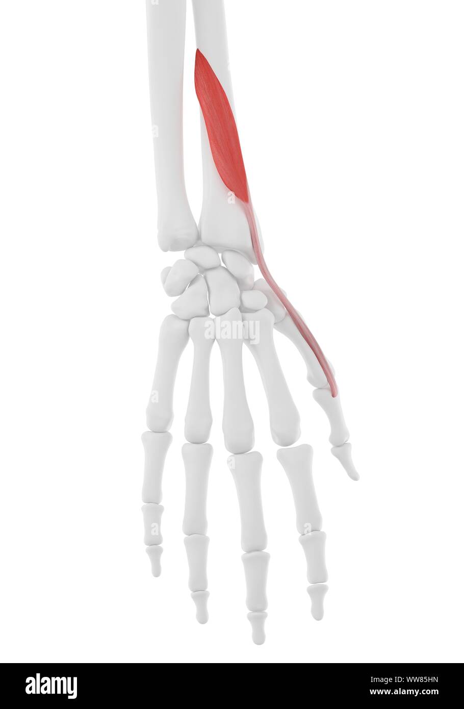 Extensor tendons of the finger extensor tendons hi-res stock ...