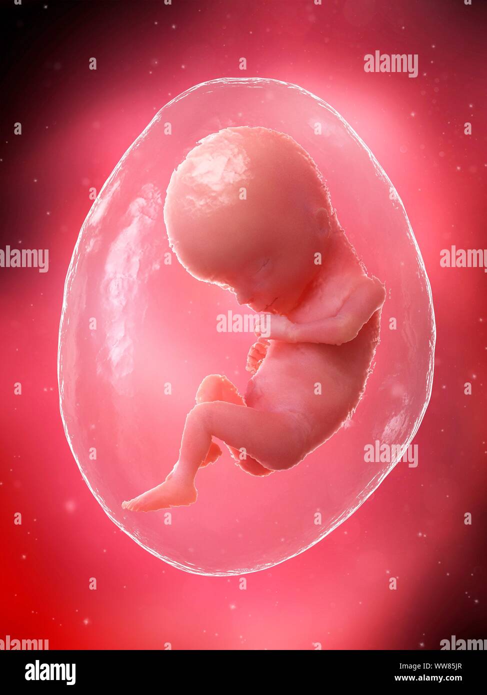 Fetal development (week 15) hi-res stock photography and images - Alamy