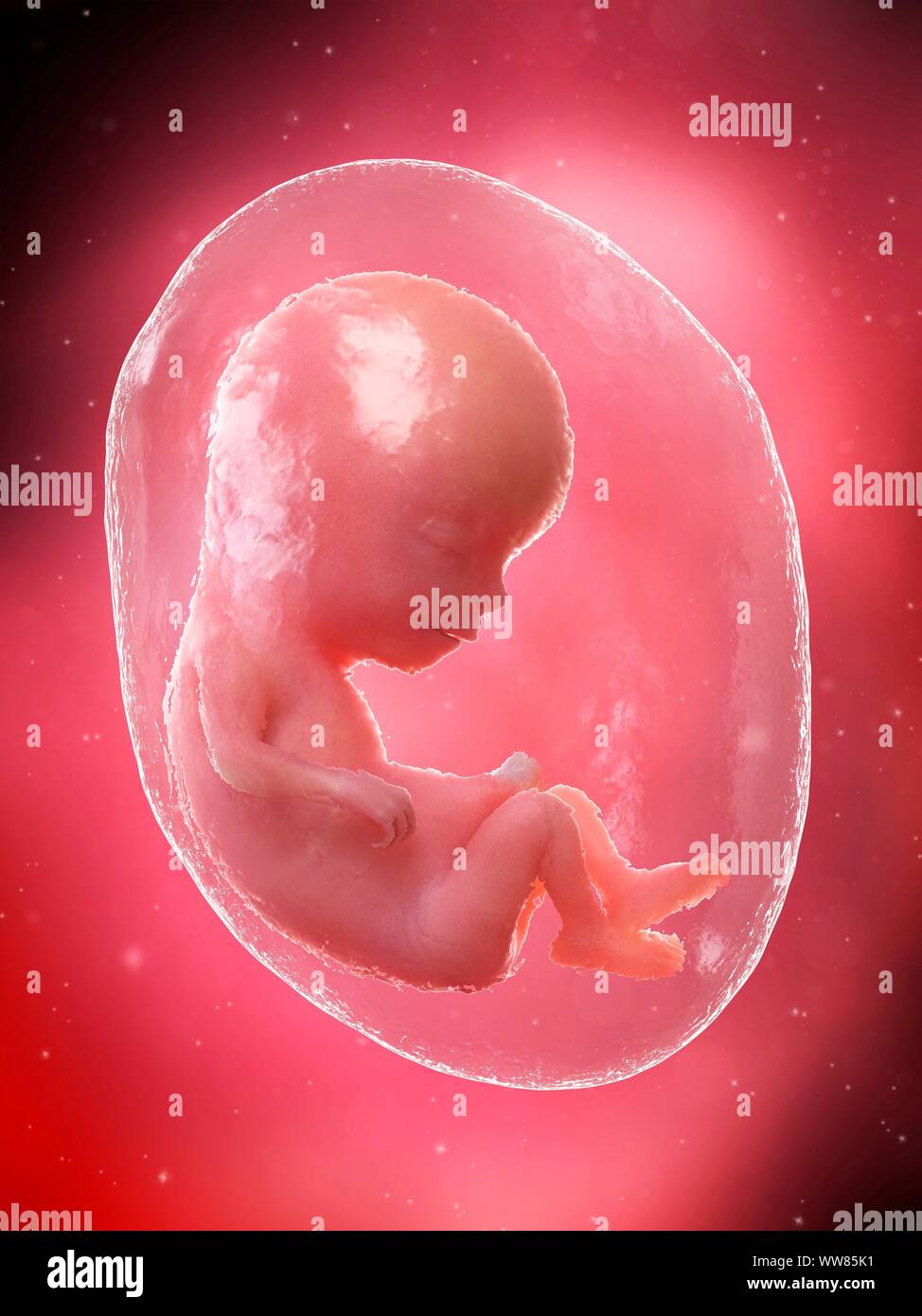 Foetus at week 13, illustration Stock Photo - Alamy