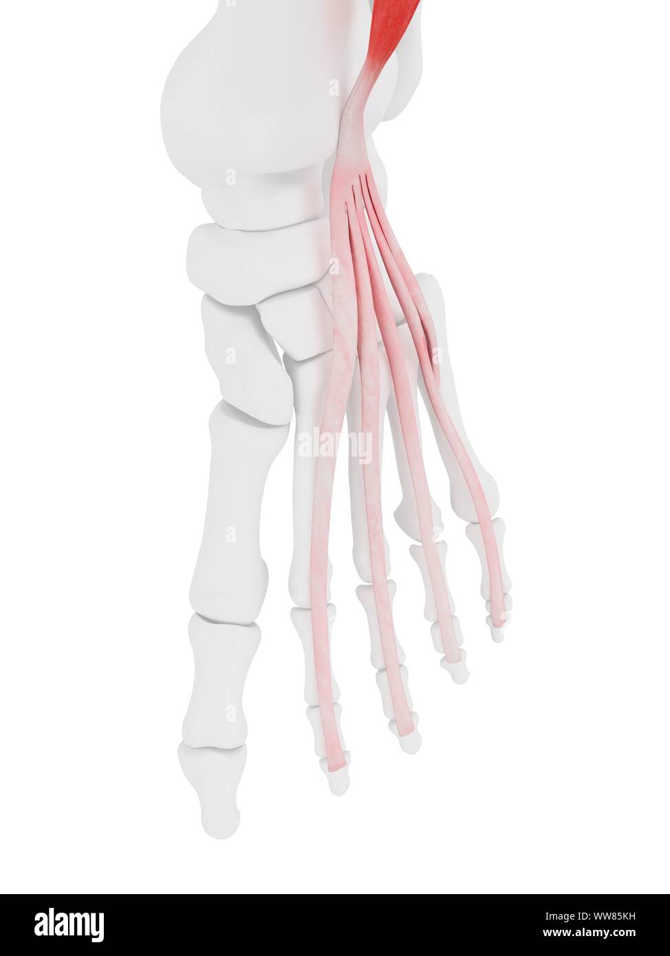 Extensor digitorum longus muscle, illustration Stock Photo - Alamy