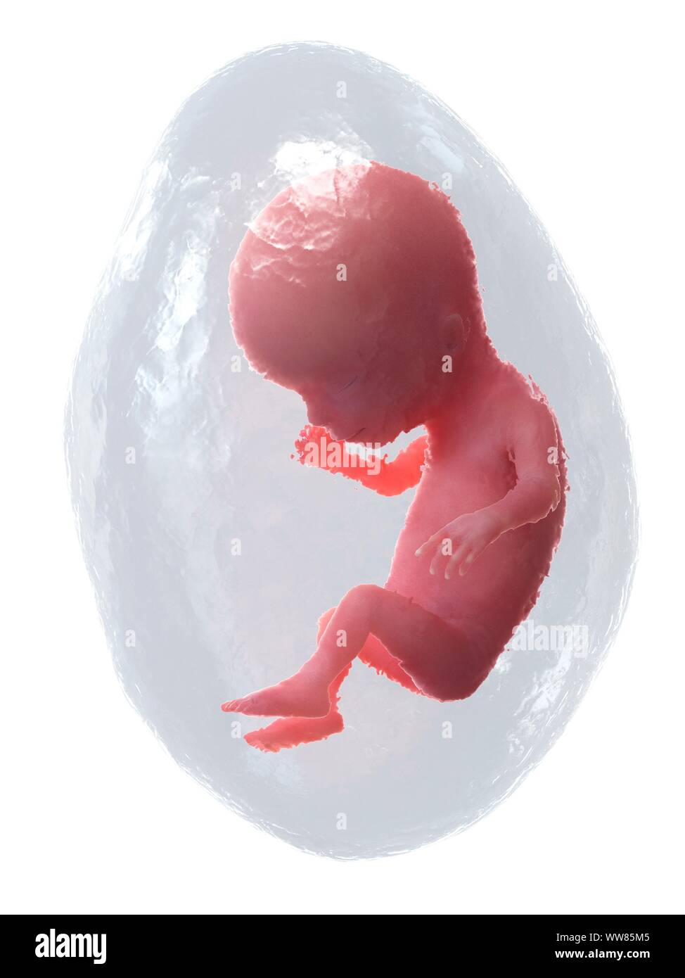 Foetus at week 14, illustration Stock Photo - Alamy