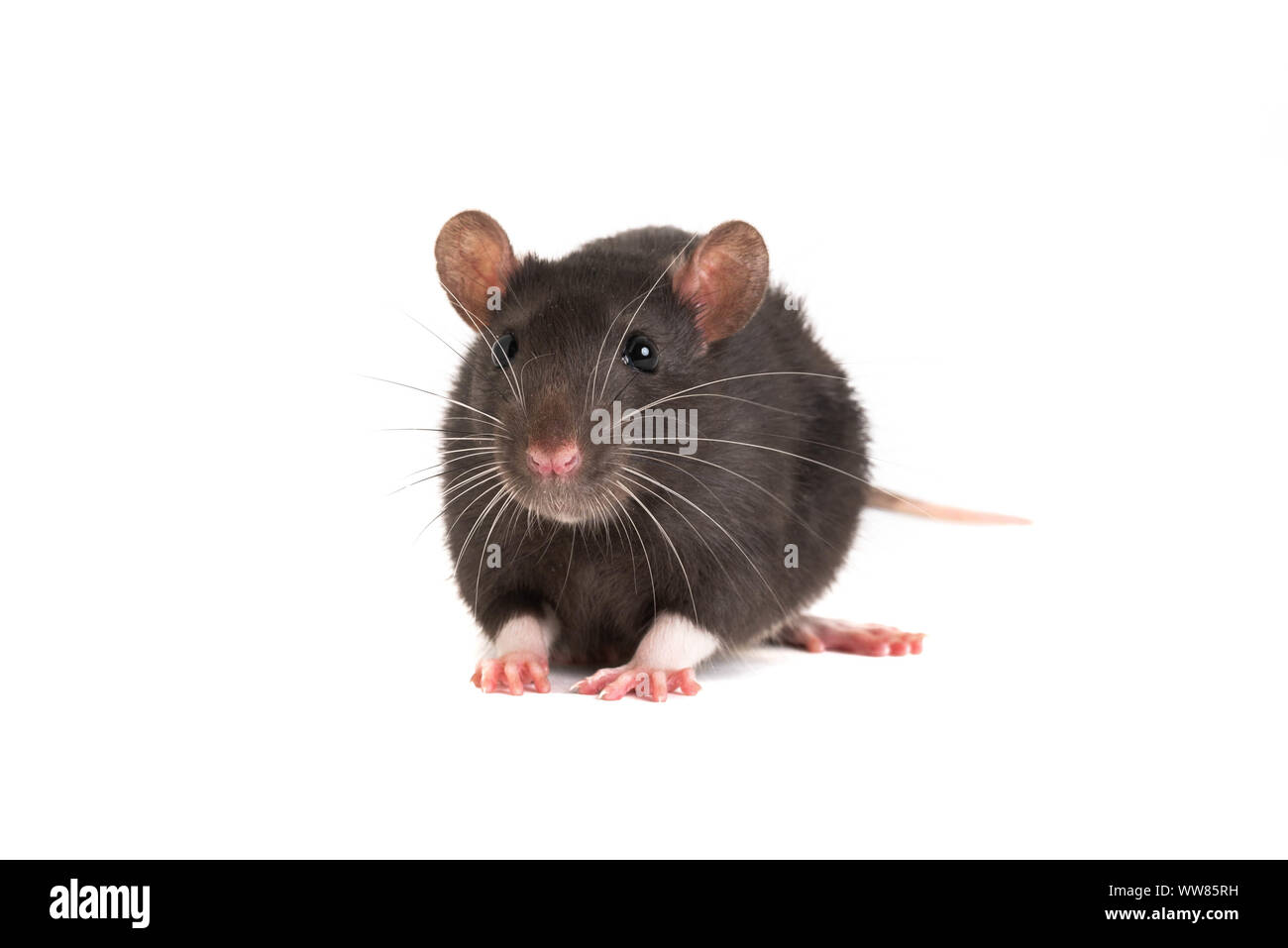 A cute gray rat, with a long mustache, looks into the frame Stock Photo ...