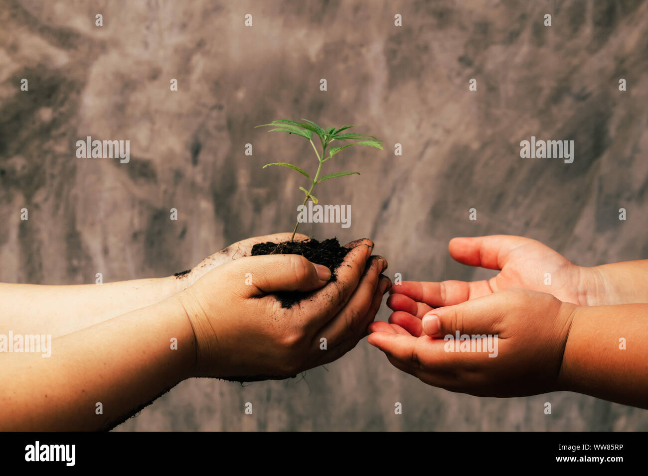 Adults and children hold small marijuana trees on the floor. Ear Stock ...