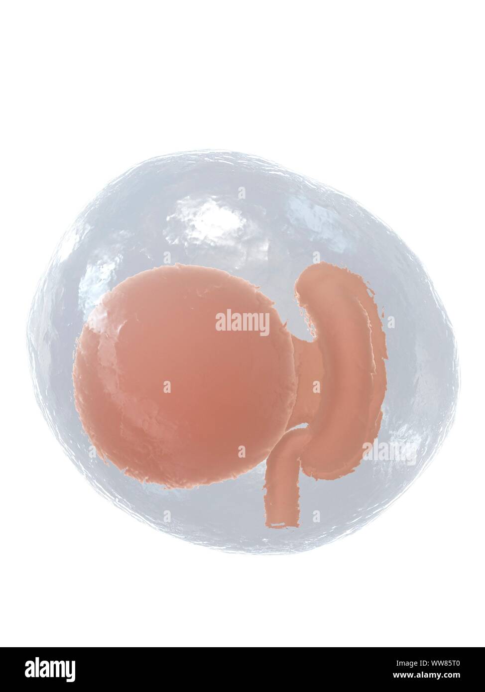 Foetus at week 4, illustration Stock Photo - Alamy