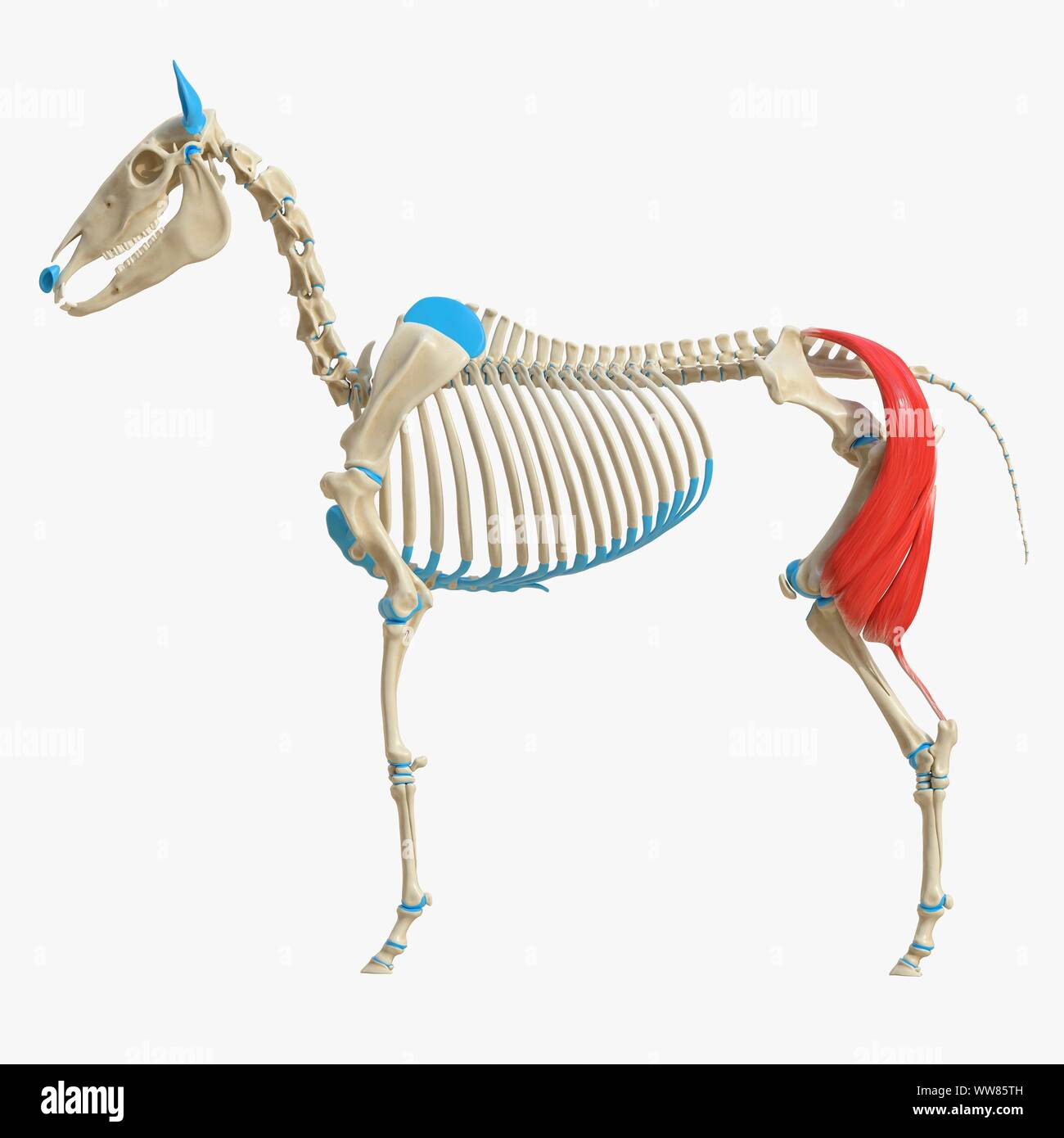 Horse biceps femoris muscle, illustration Stock Photo - Alamy