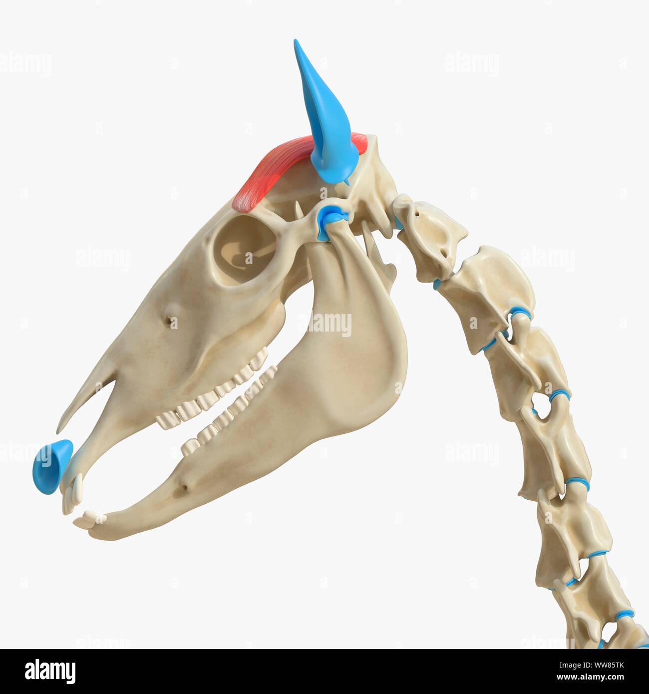 Horse head muscle anatomy hi-res stock photography and images - Alamy