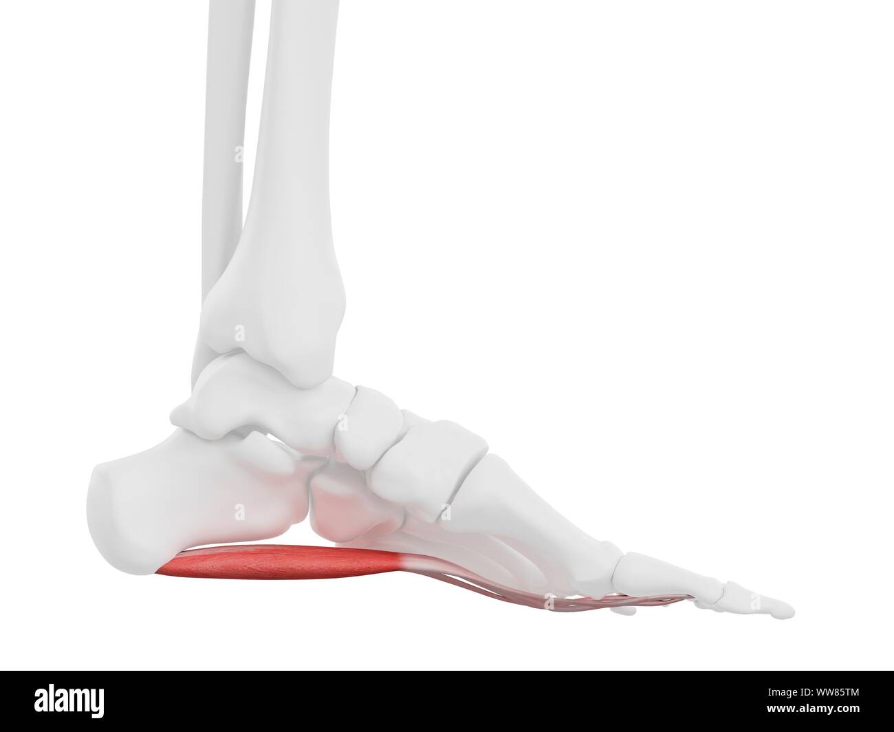 Flexor digitorum brevis muscle, illustration Stock Photo - Alamy