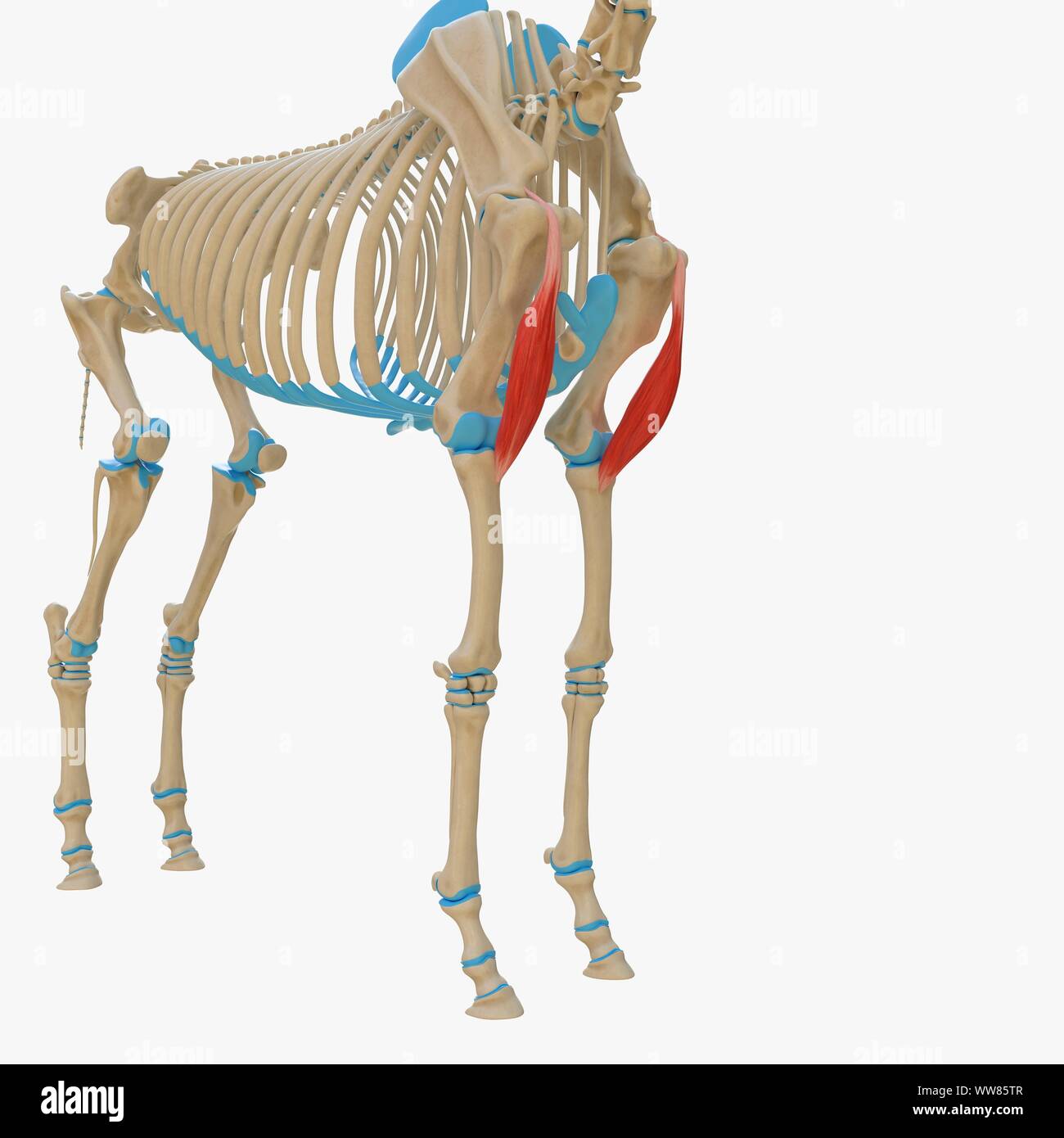 Horse biceps brachii muscle, illustration Stock Photo - Alamy