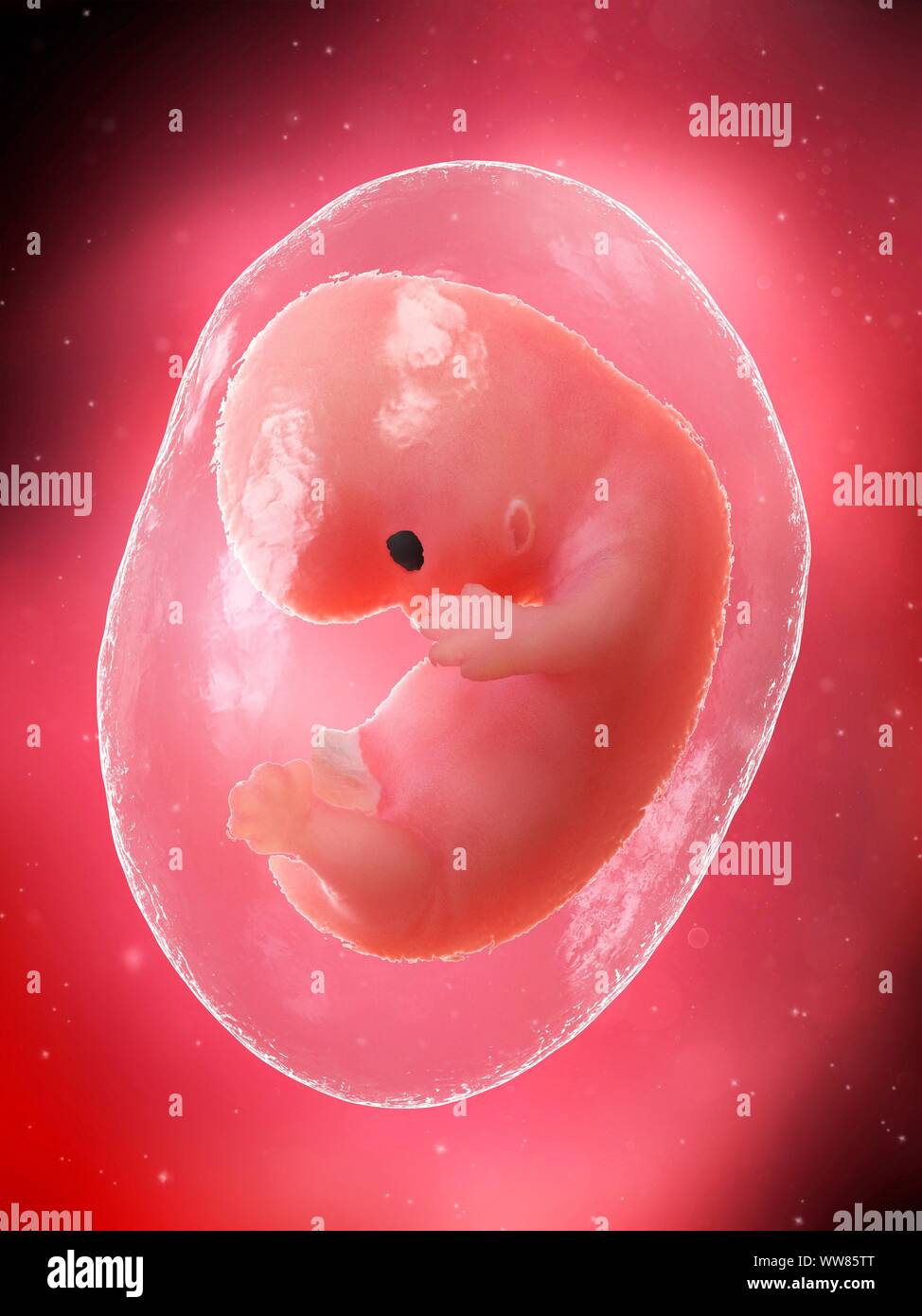 Foetus at week 8, illustration Stock Photo - Alamy