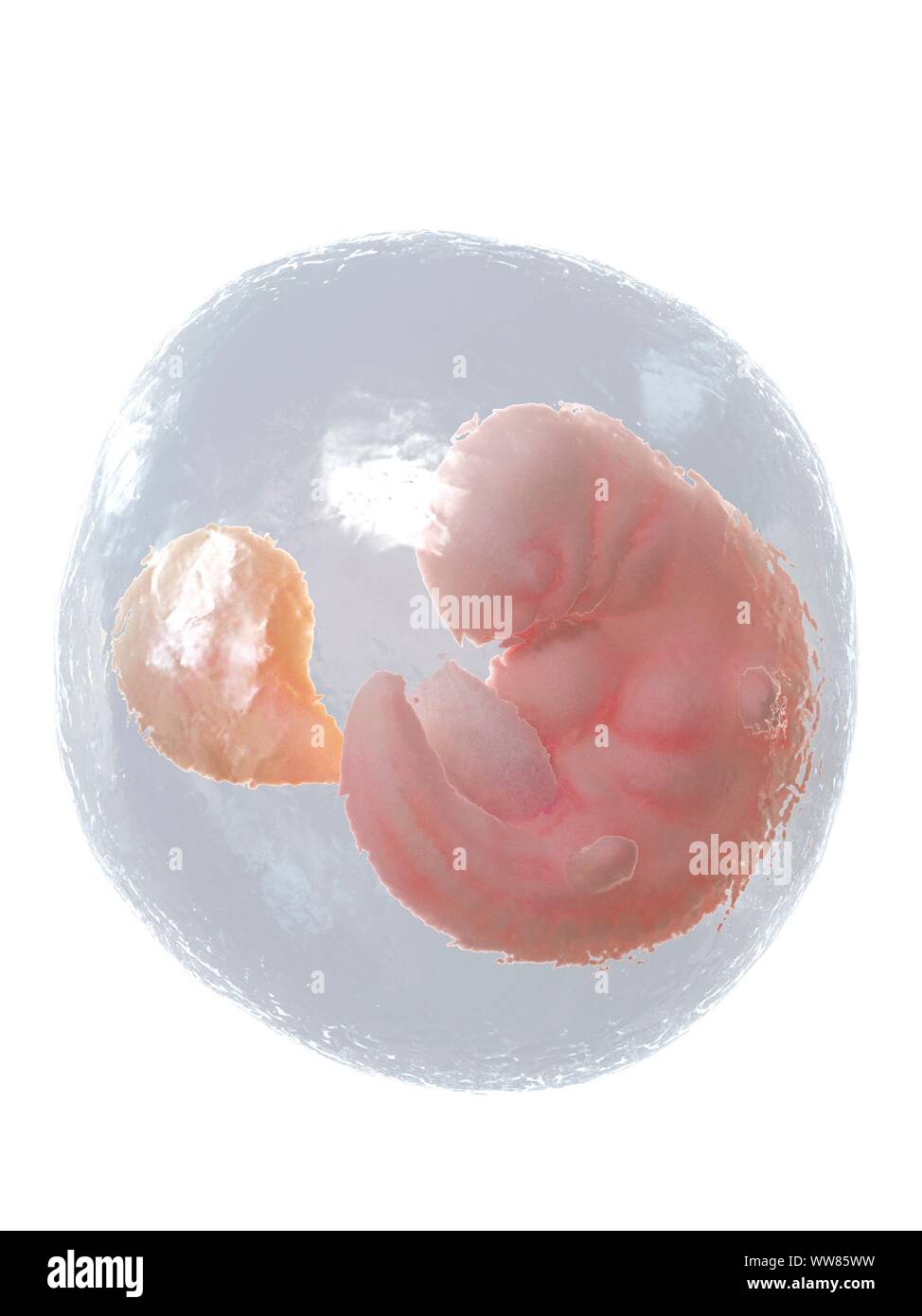 Foetus at week 6, illustration Stock Photo - Alamy