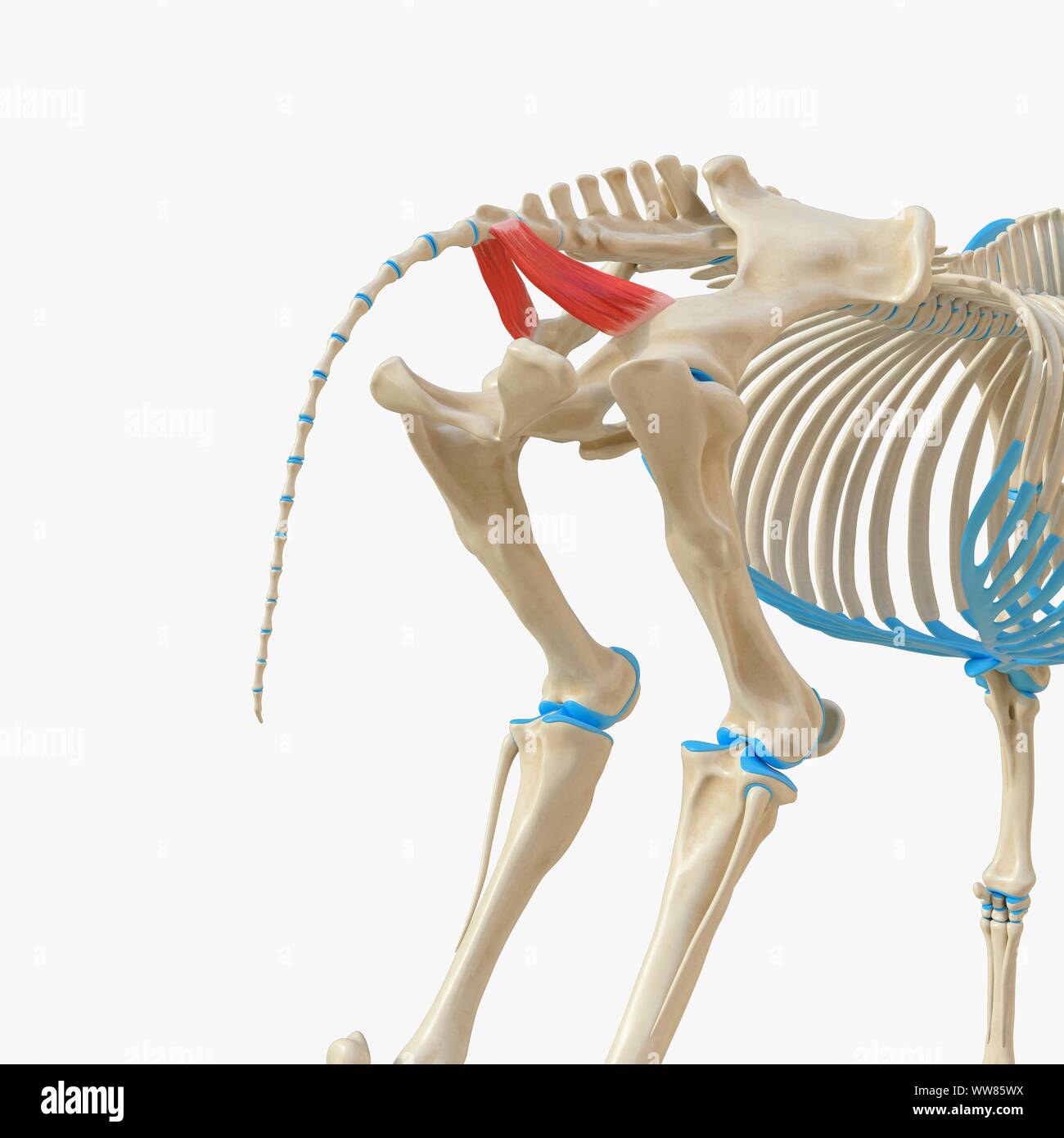 In humanoids, if they have tails, what are their pelvic muscles ...
