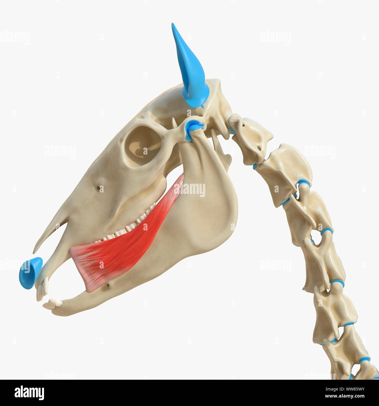 Horse head muscle anatomy hi-res stock photography and images - Alamy