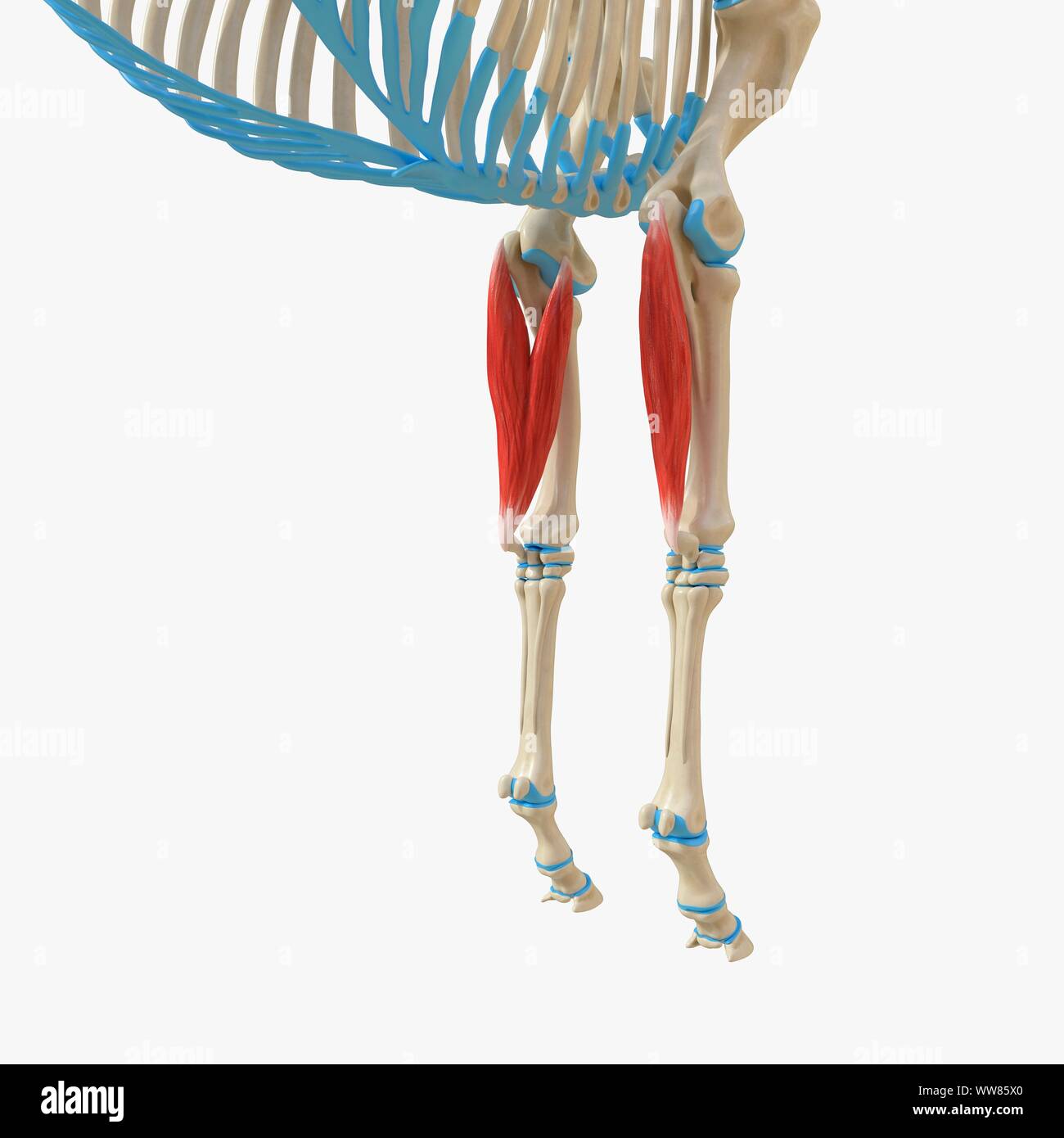 Flexor carpi ulnaris hi-res stock photography and images - Alamy