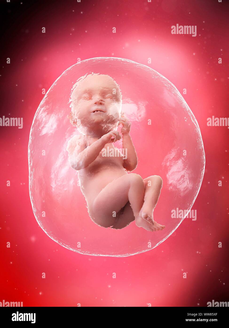 Foetus at week 38, illustration Stock Photo - Alamy