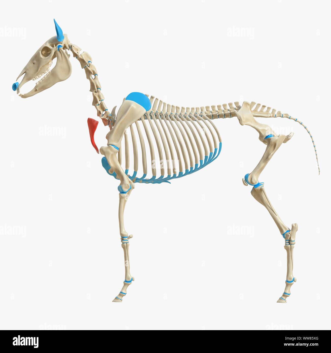 Horse cutaneous colli muscle, illustration Stock Photo - Alamy