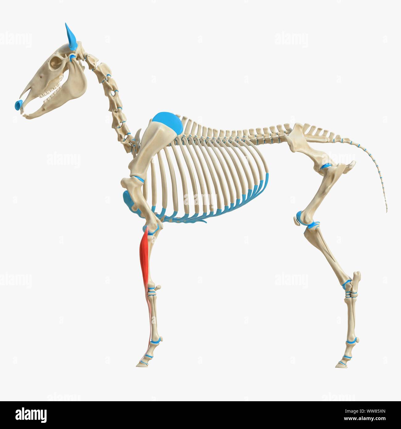 Horse common digital extensor muscle, illustration Stock Photo - Alamy