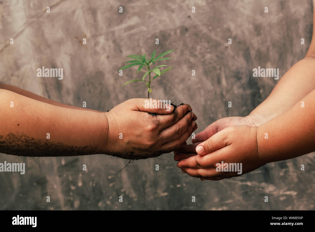 Adults and children hold small marijuana trees on the floor. Ear Stock ...