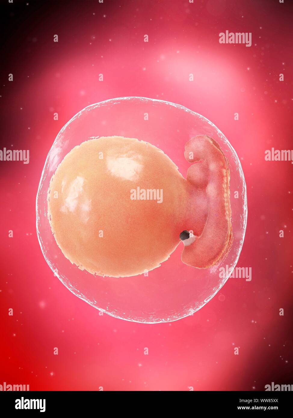 5 week human embryo hi-res stock photography and images - Alamy