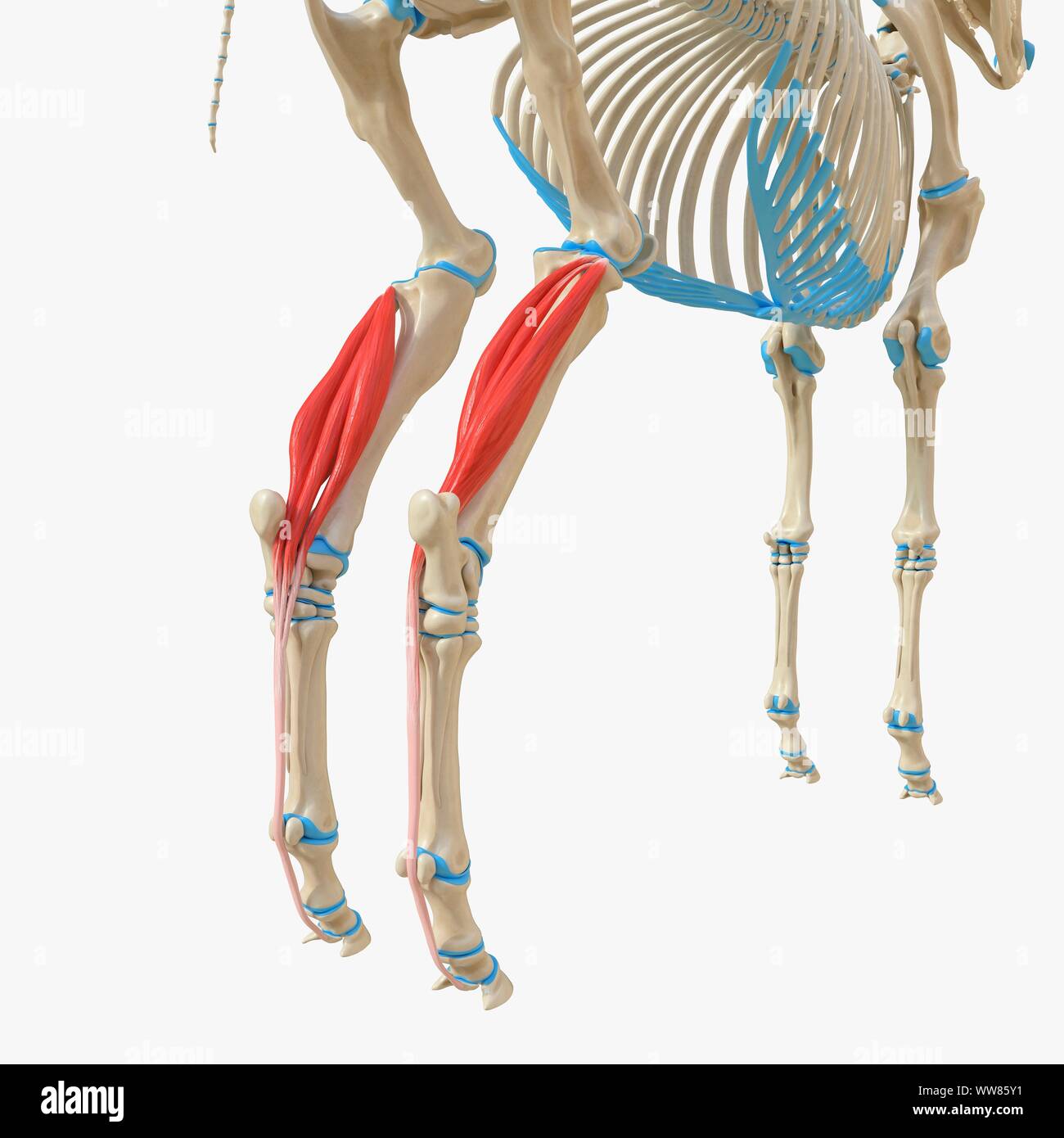 Horse digitorum profundus muscle, illustration Stock Photo - Alamy