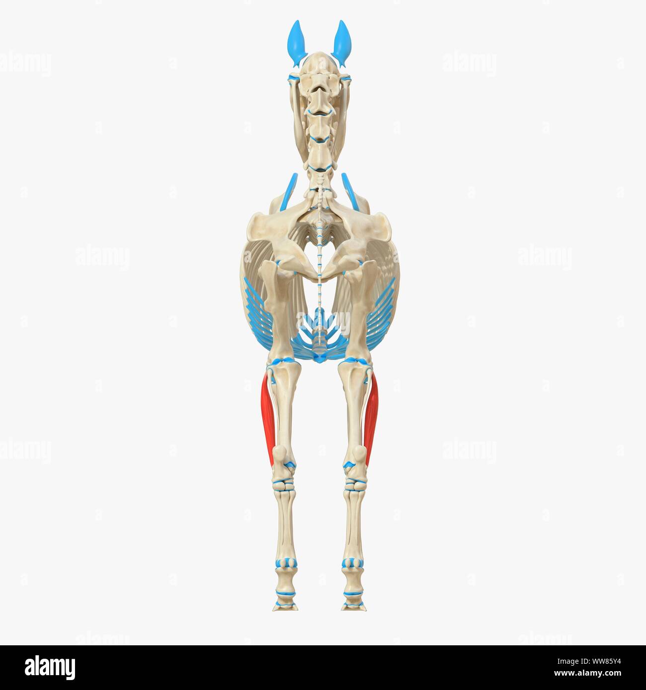 Horse common digital extensor muscle, illustration Stock Photo - Alamy