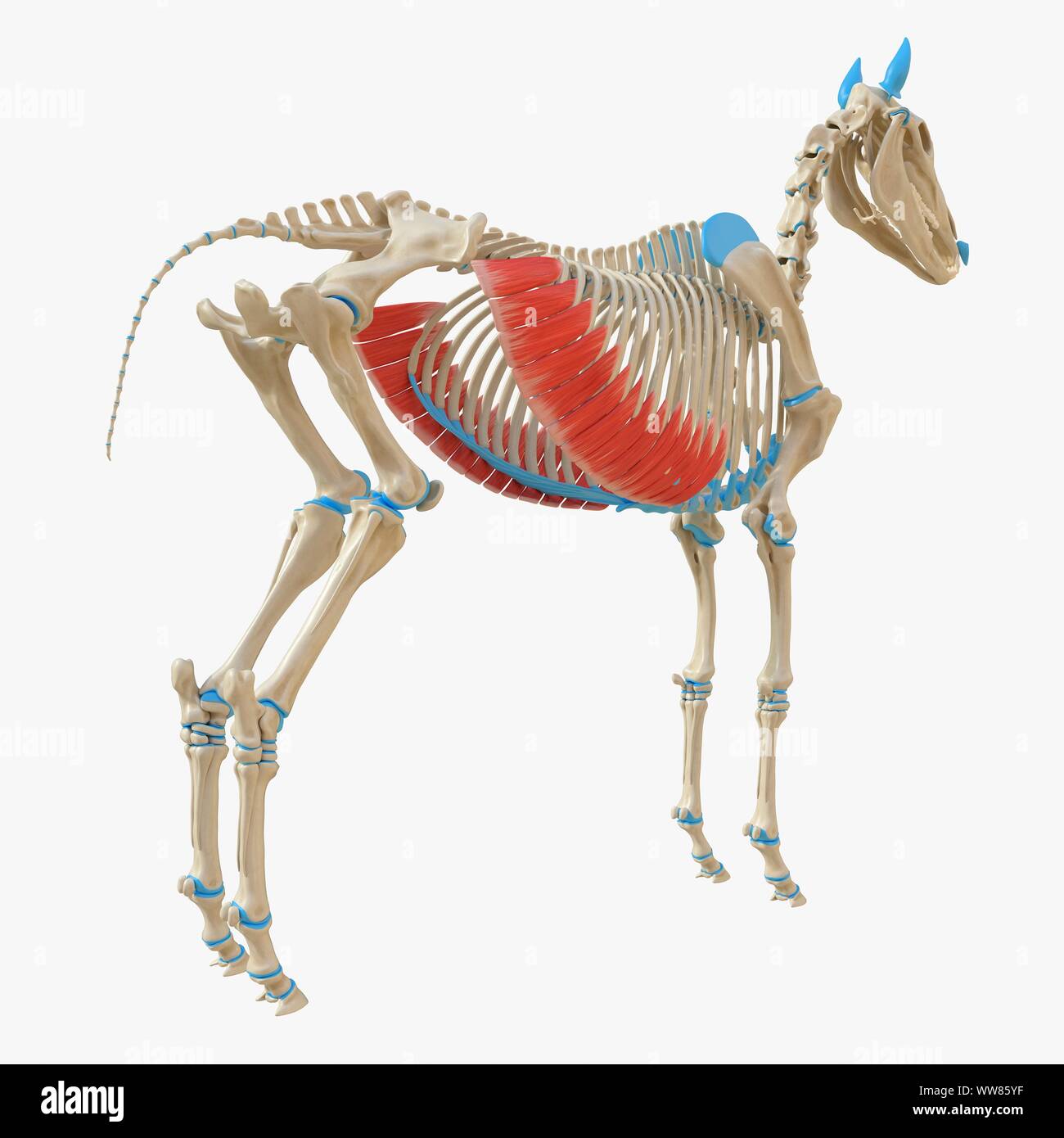 Horse external abdominal oblique muscle, illustration Stock Photo - Alamy