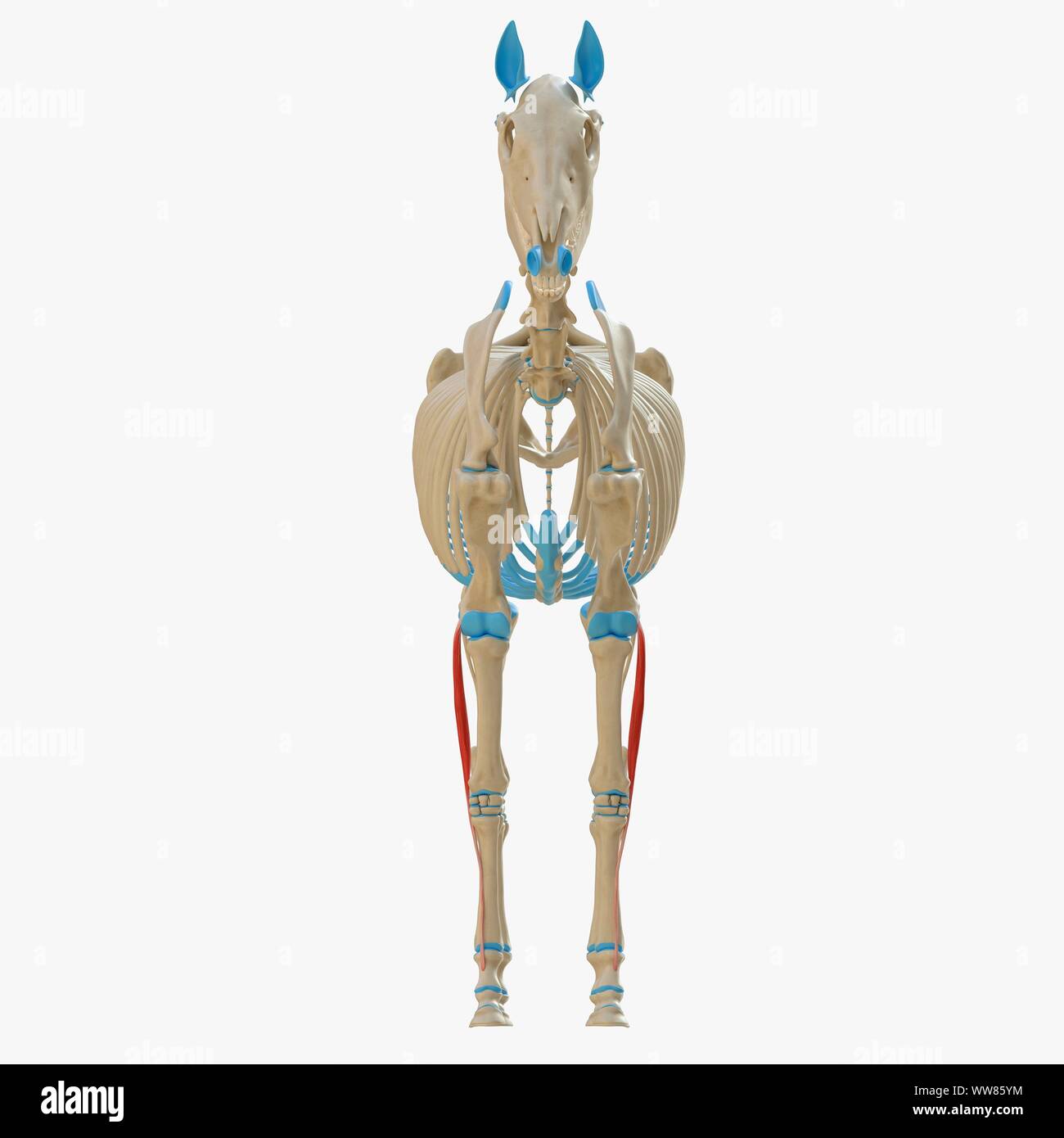 Flexor Digitorum Superficialis