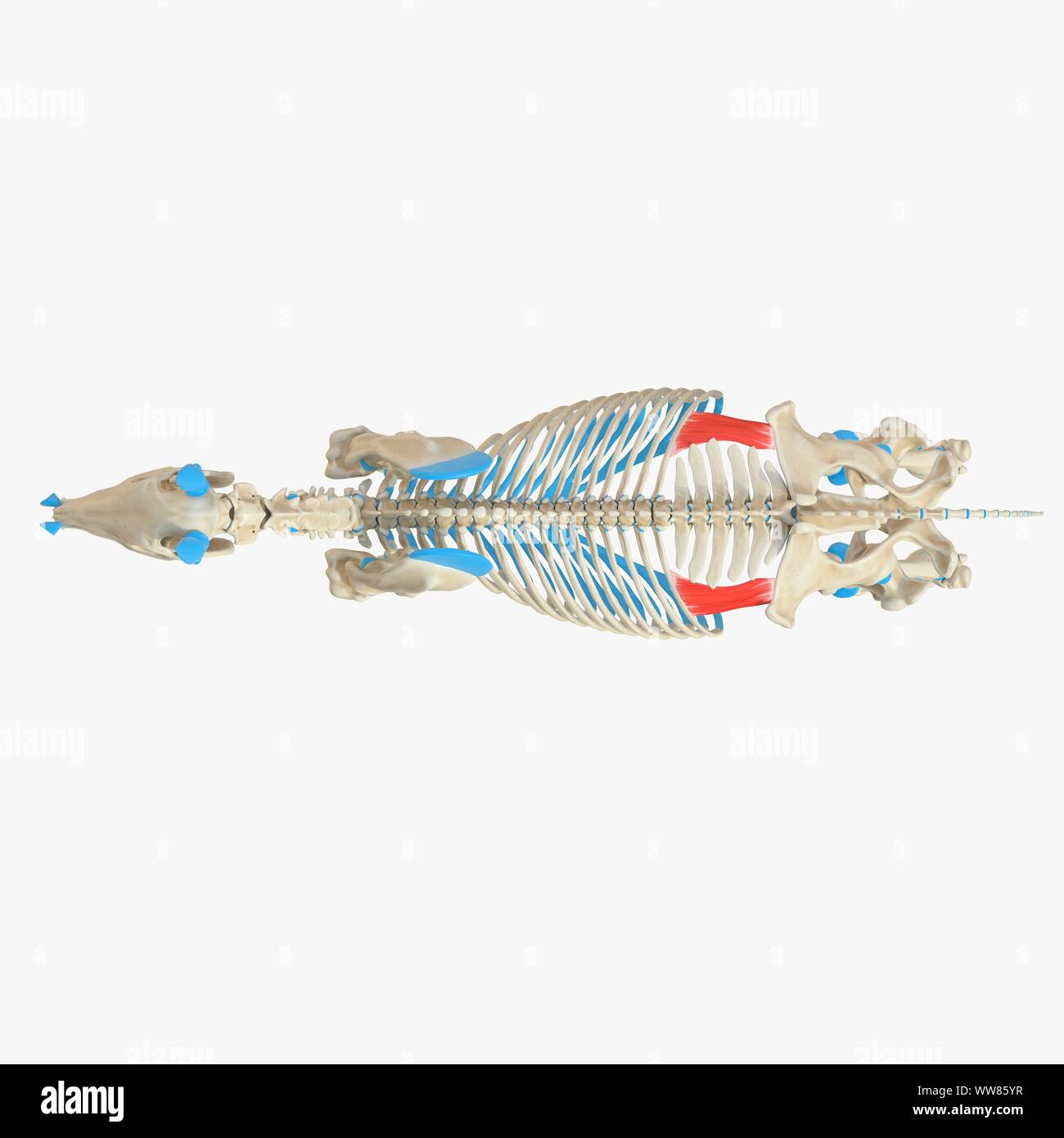 Horse iliocostalis lumborum muscle, illustration Stock Photo - Alamy