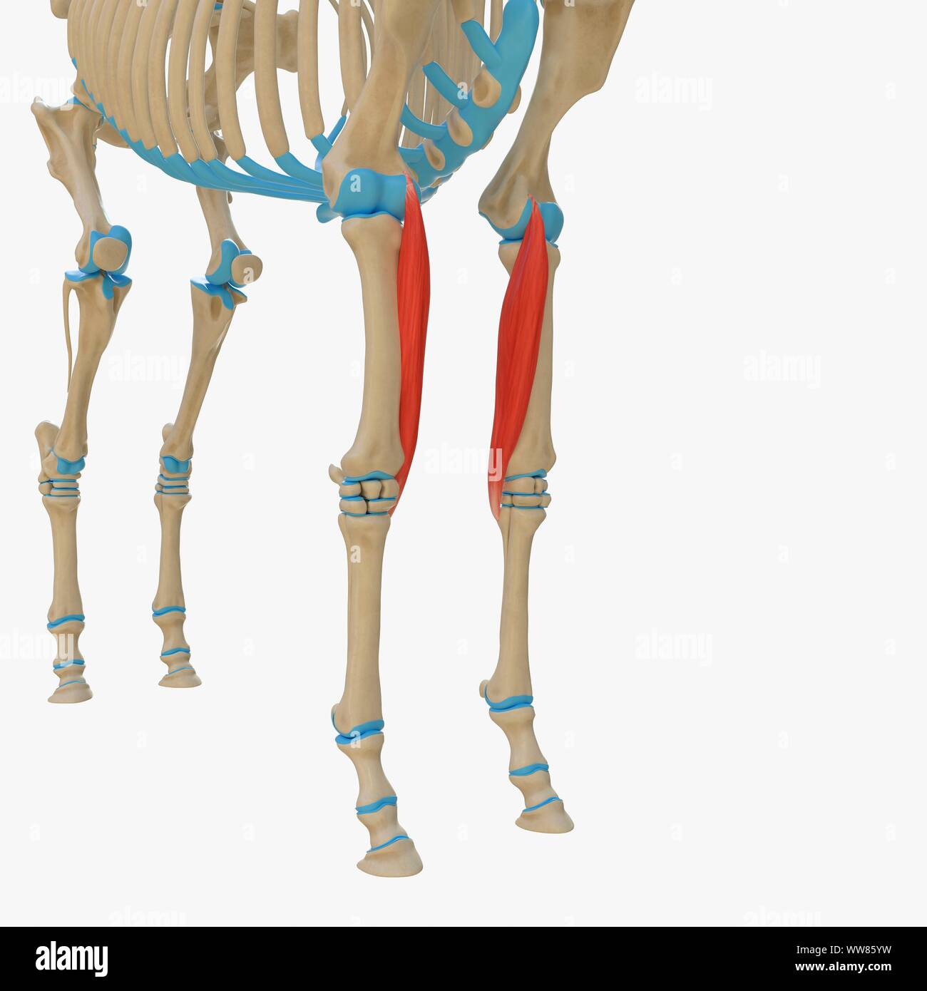 Flexor carpi radialis hi-res stock photography and images - Alamy
