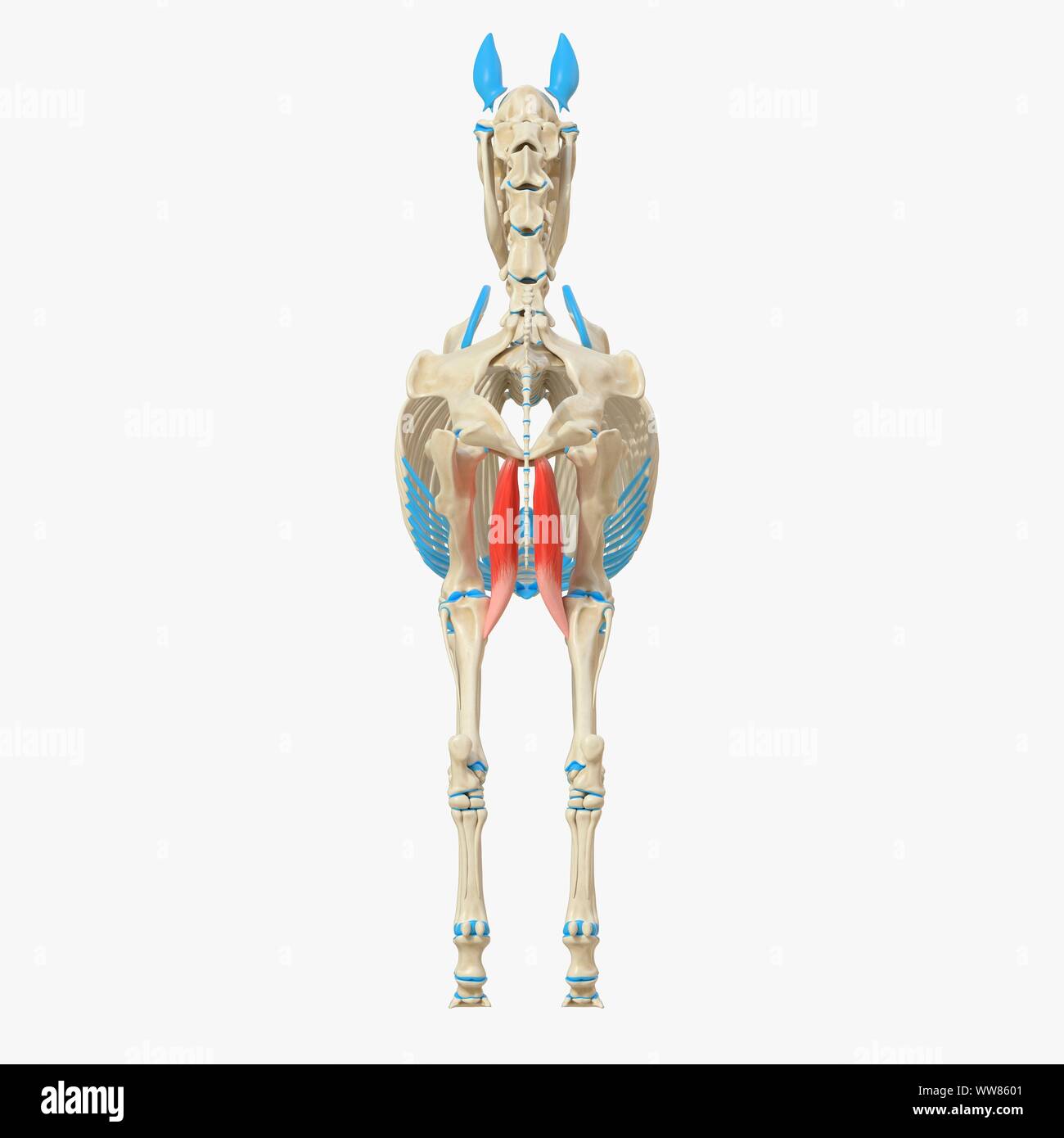 Gracilis muscle hi-res stock photography and images - Alamy