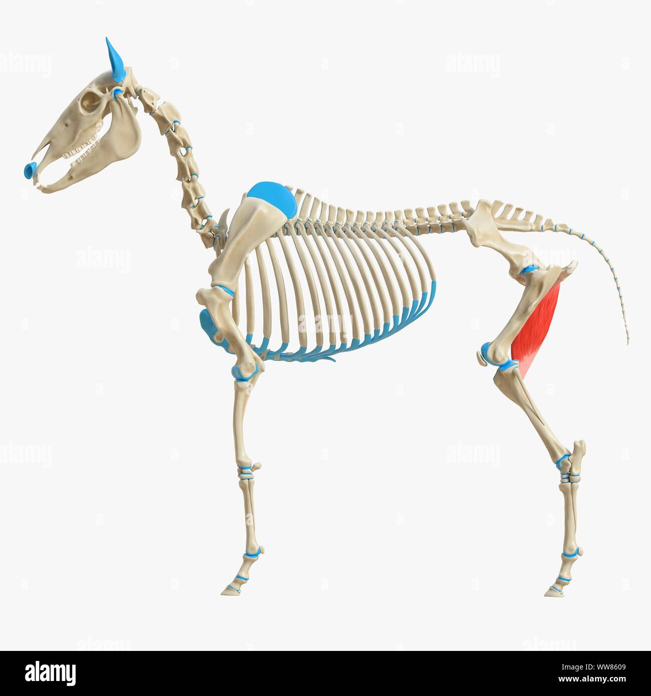 Gracilis muscle hi-res stock photography and images - Alamy