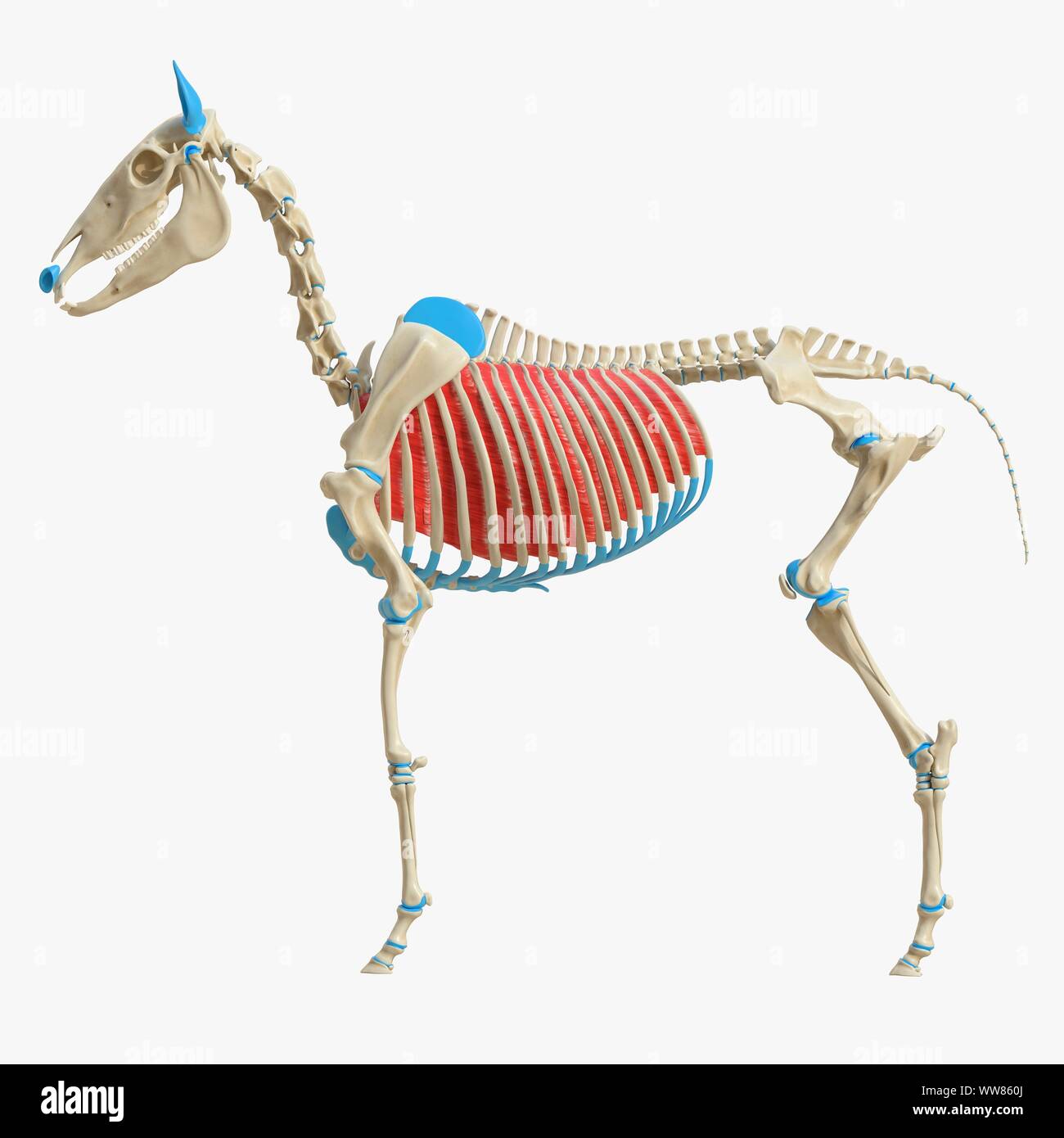 Intercostal externi hi-res stock photography and images - Alamy