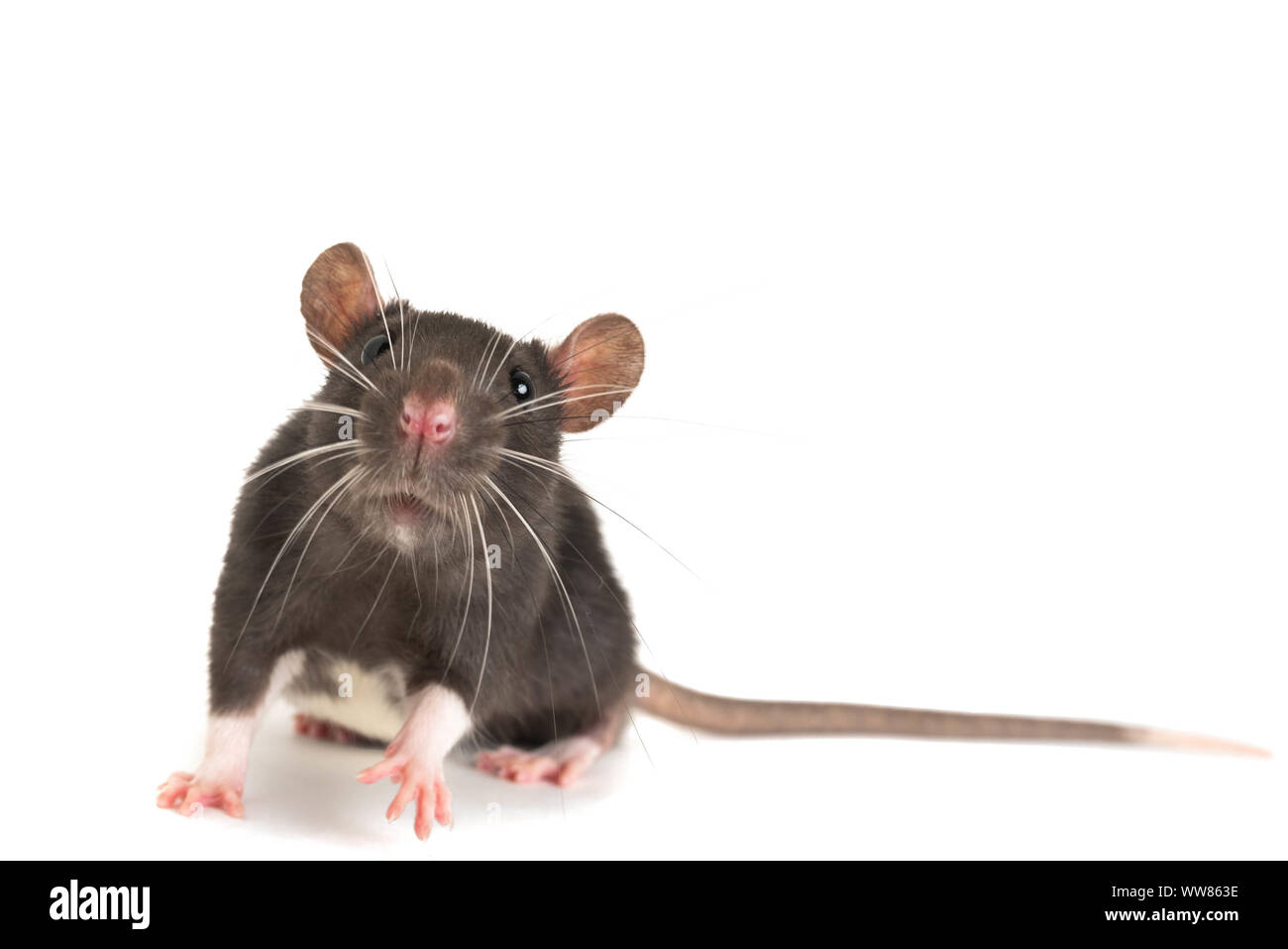 A cute gray rat, with a long mustache, looks into the frame Stock Photo ...