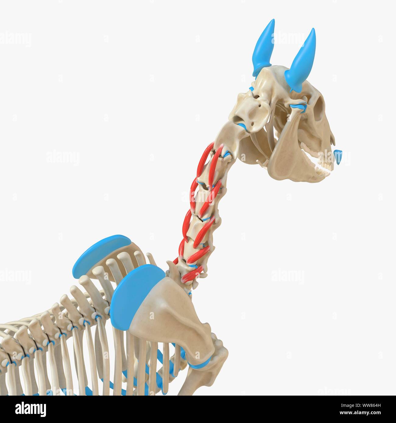 Horse intertransversarii muscle, illustration Stock Photo - Alamy