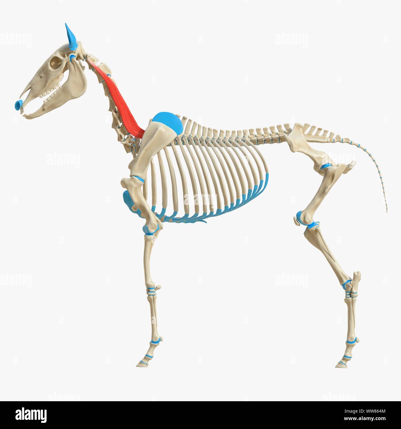Horse longissimus capitis muscle, illustration Stock Photo - Alamy