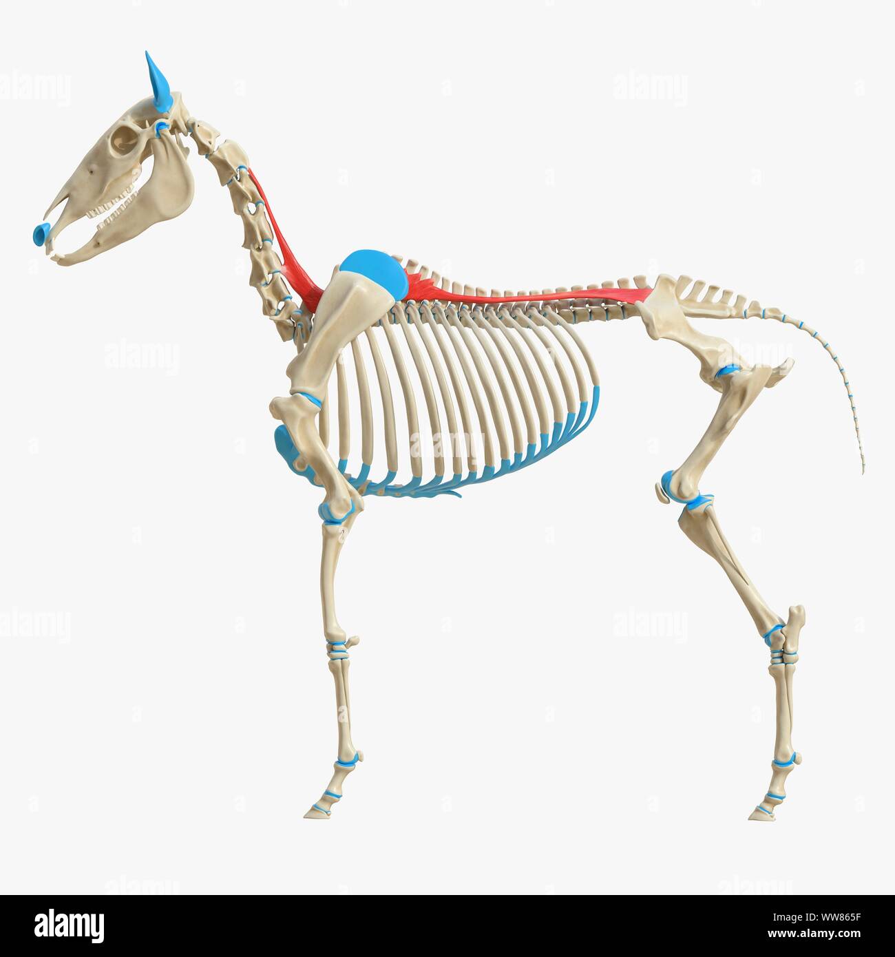 Horse longissimus muscle, illustration Stock Photo - Alamy
