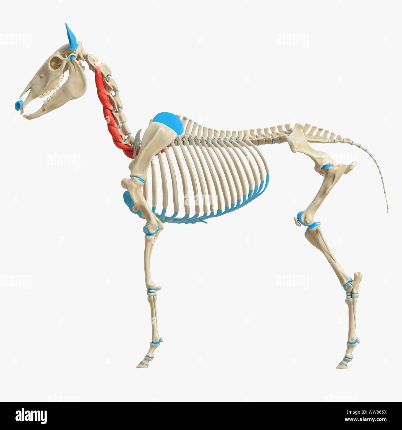 Horse longus colli muscle, illustration Stock Photo - Alamy