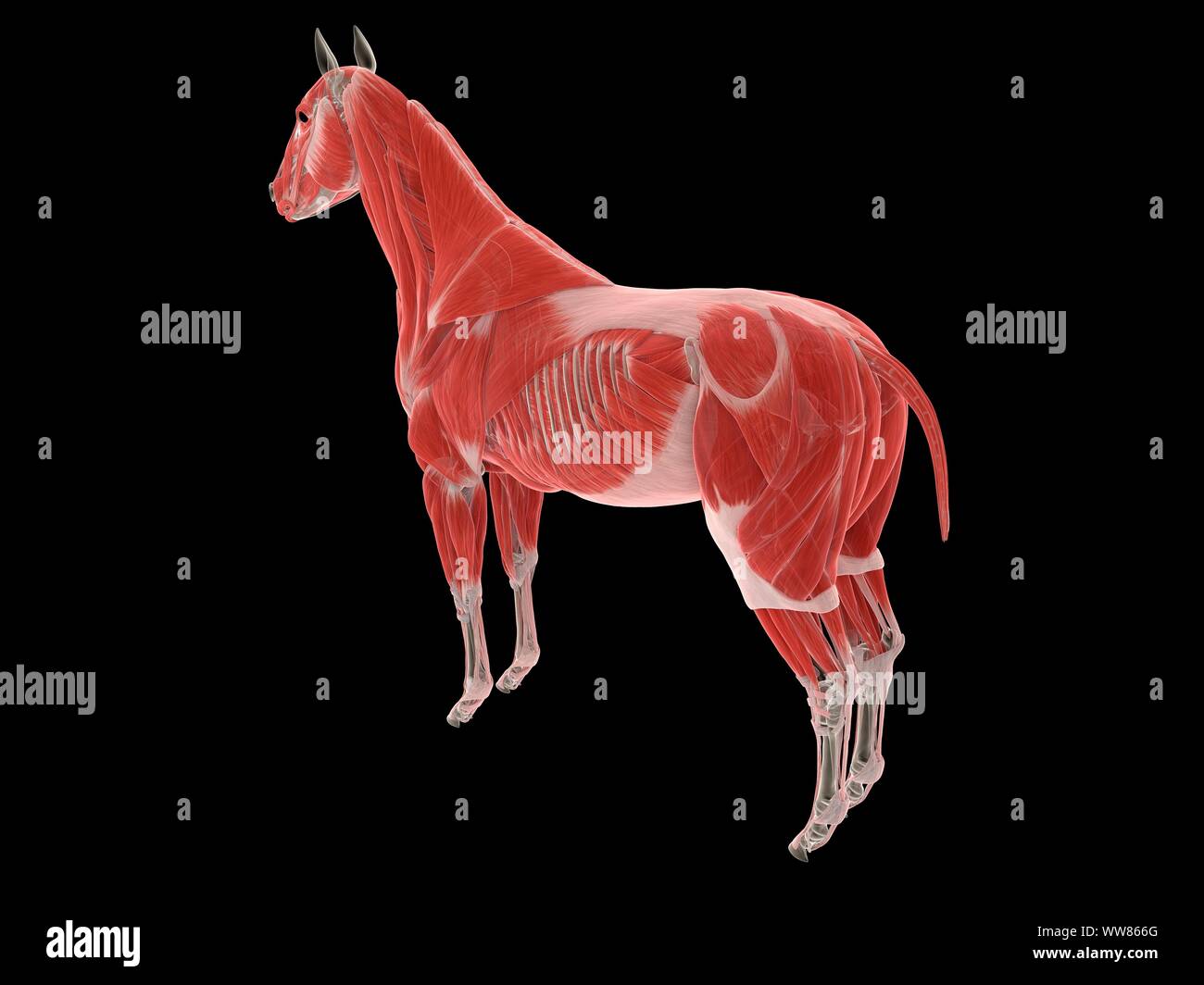 Horse musculature, illustration Stock Photo - Alamy