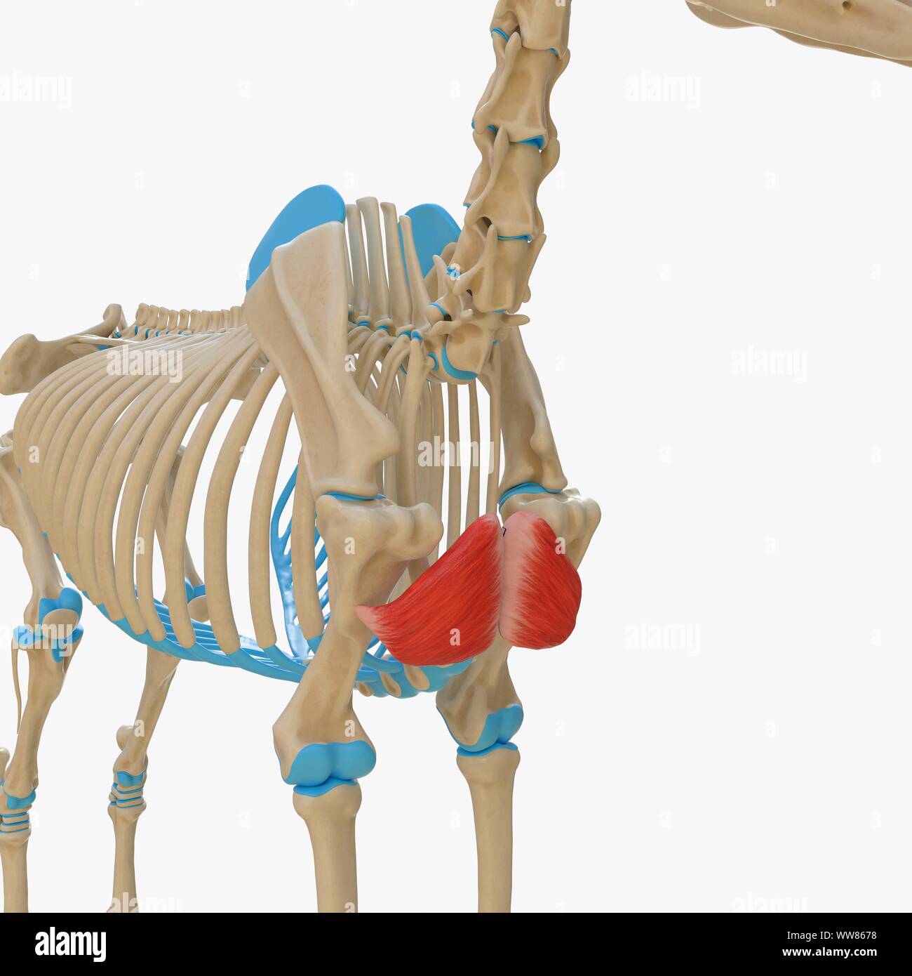 Horse pectoralis descendens muscle, illustration Stock Photo - Alamy
