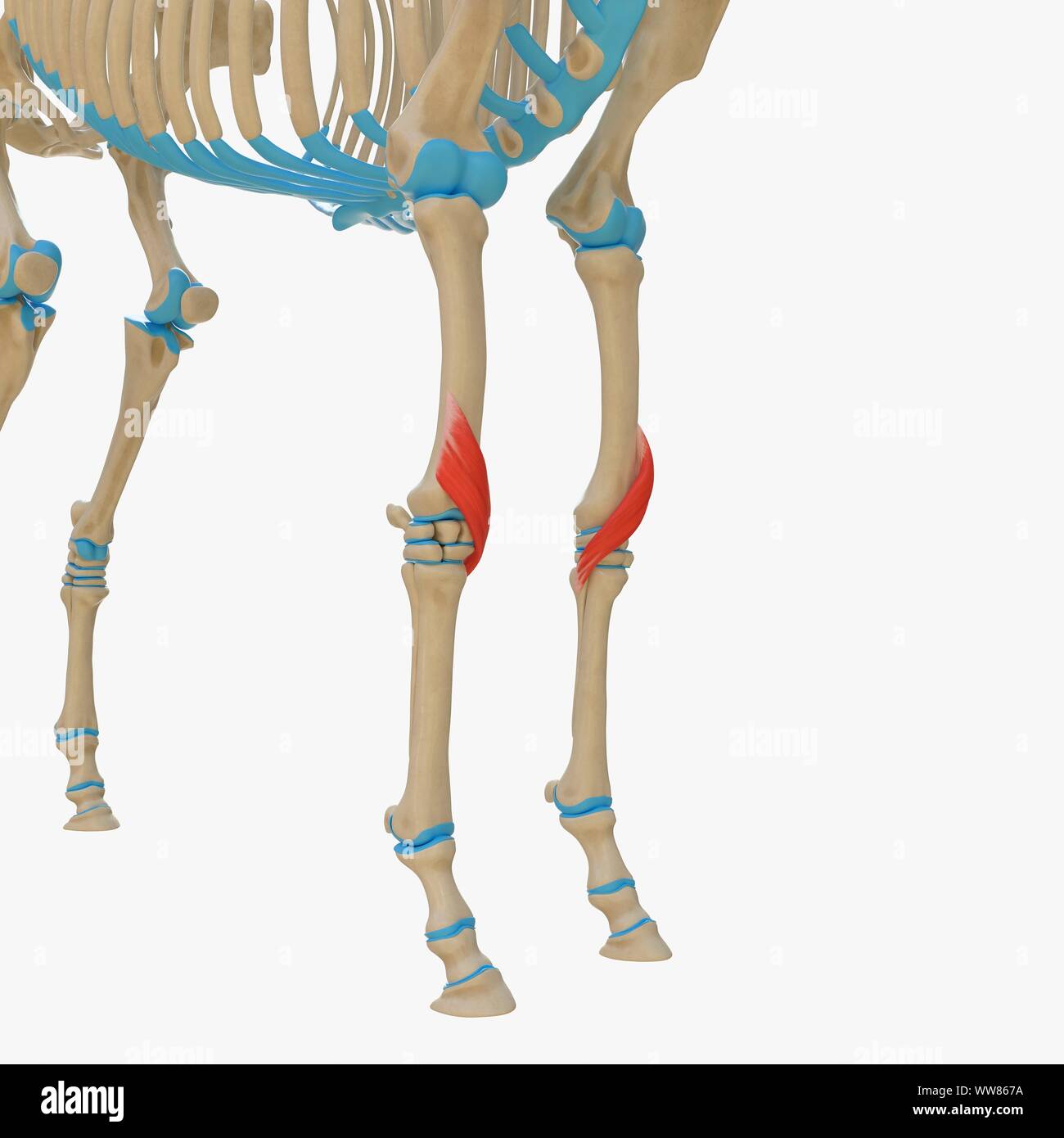 Abductor Pollicis Longus